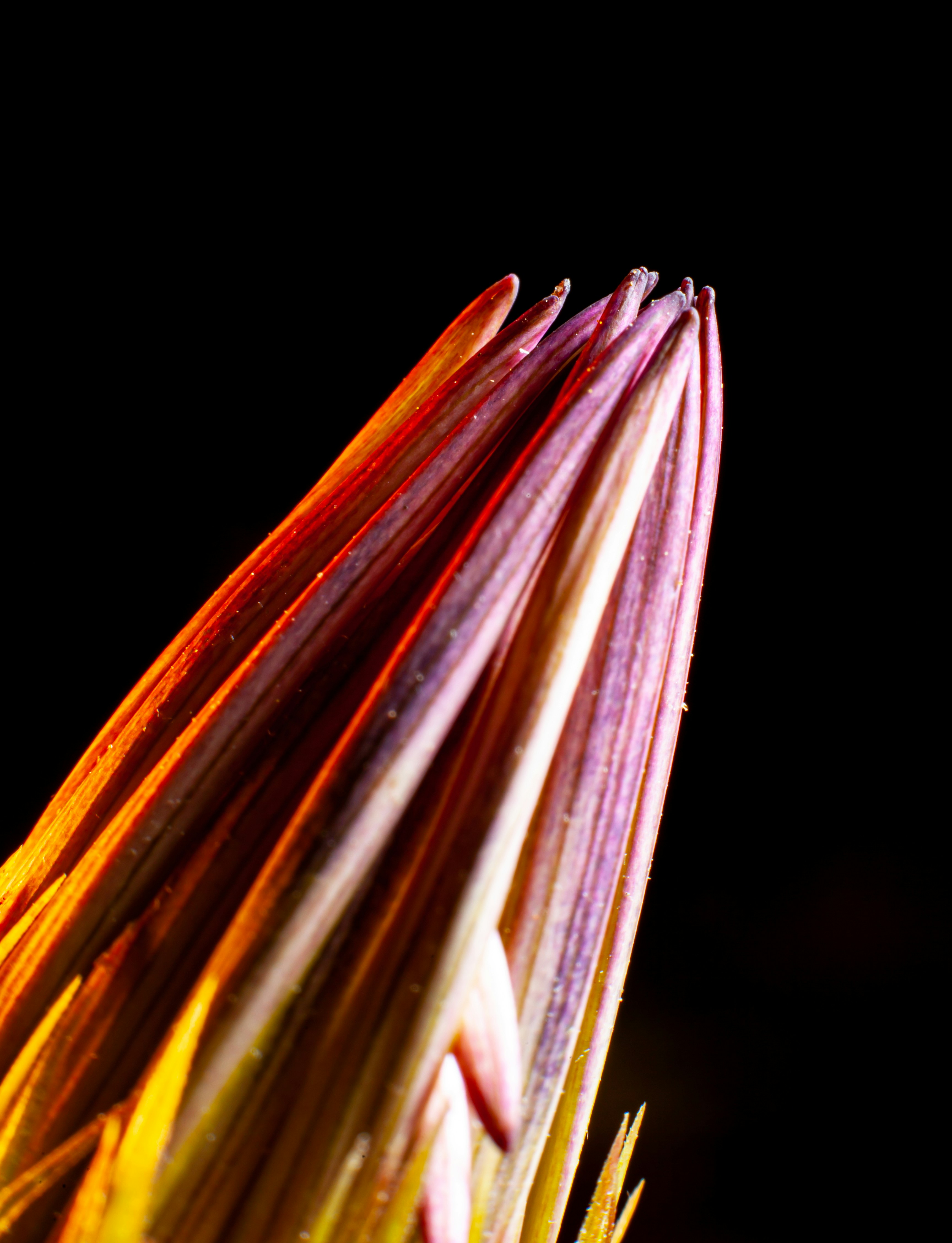 Prismatic Peak: A Macro Portrait of a Multicolored Petal Spike