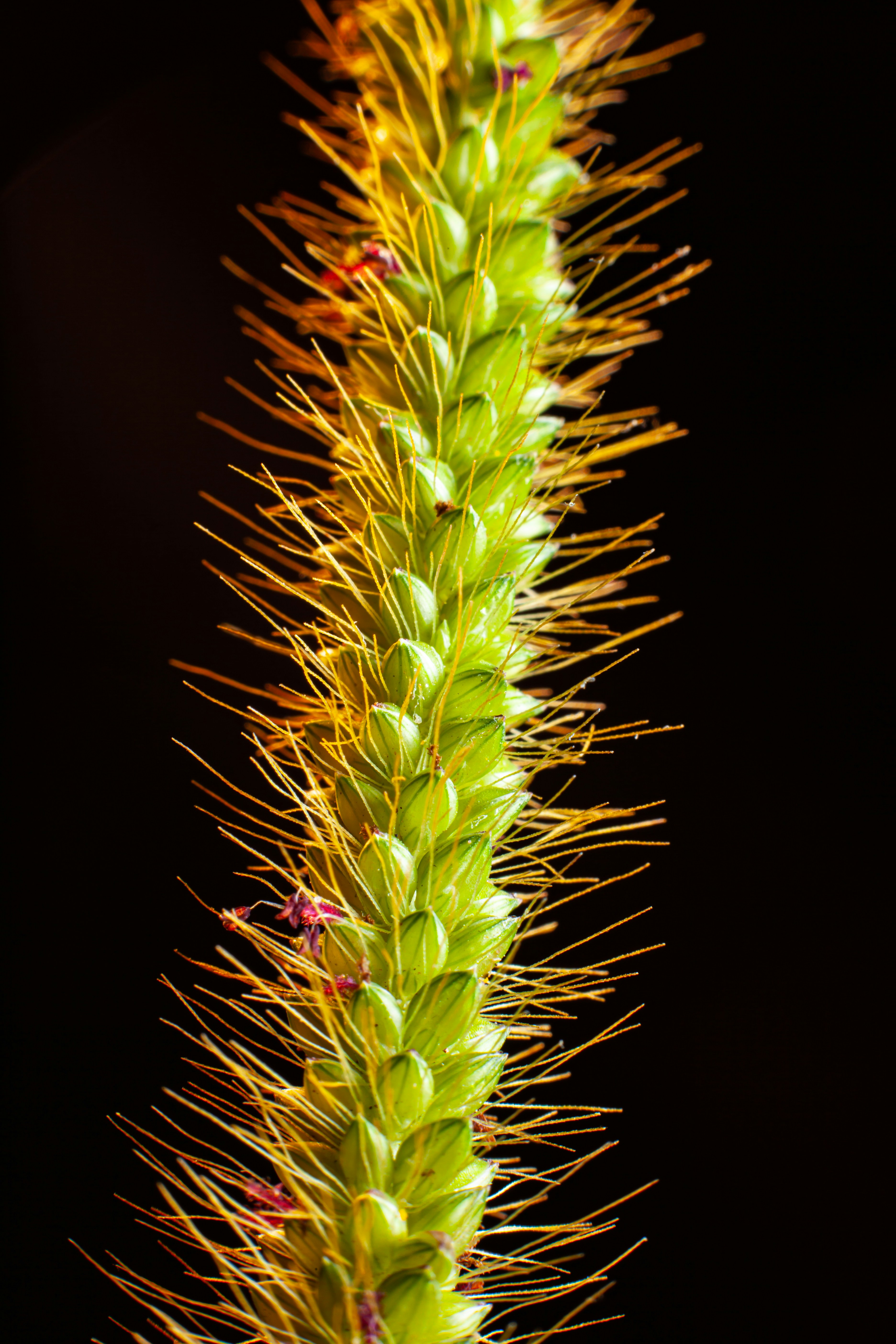 Photo by Ian Talmacs with Canon EOS 5D Mark II