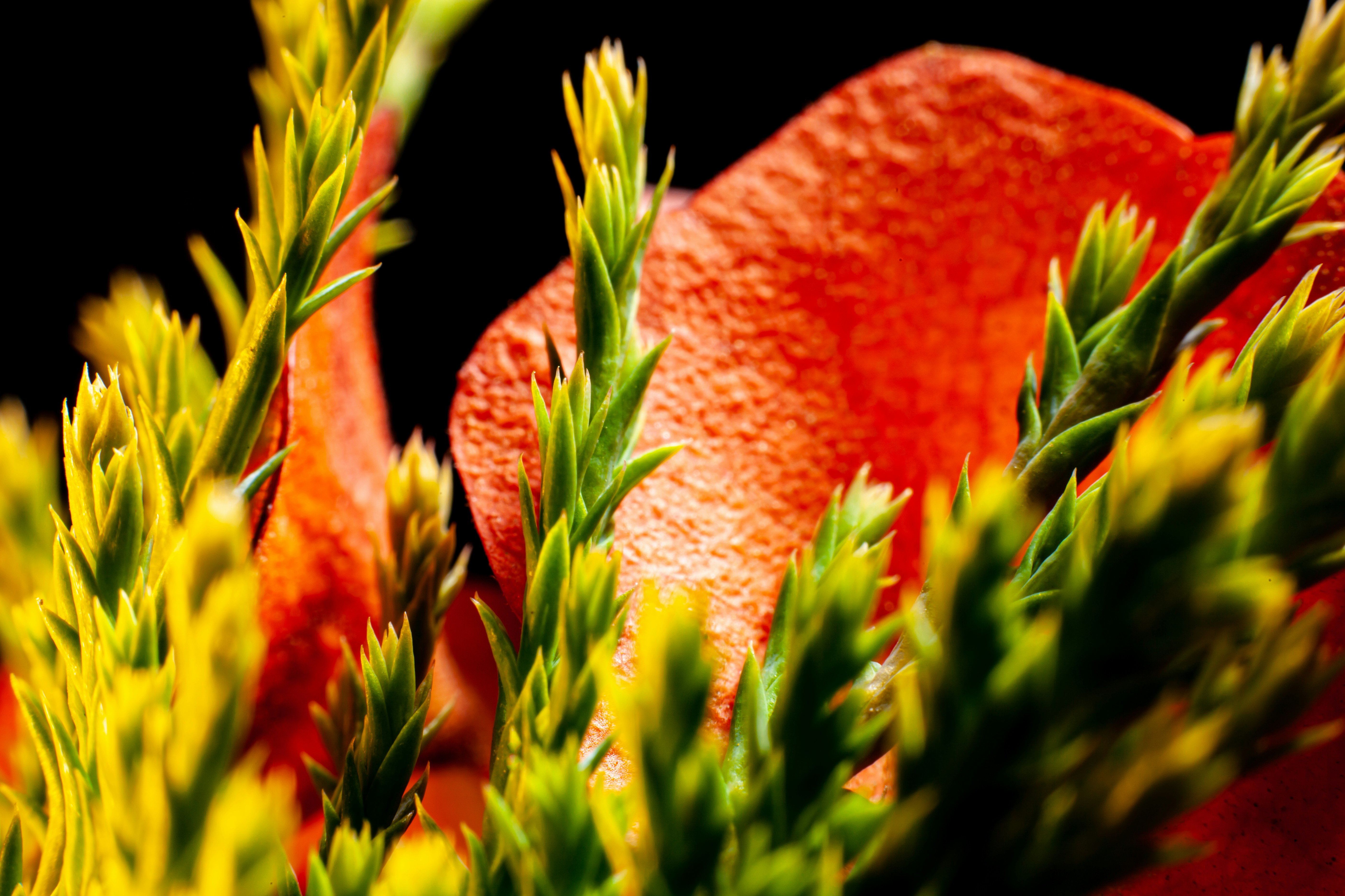 Emerald Fronds Piercing a Crimson Veil