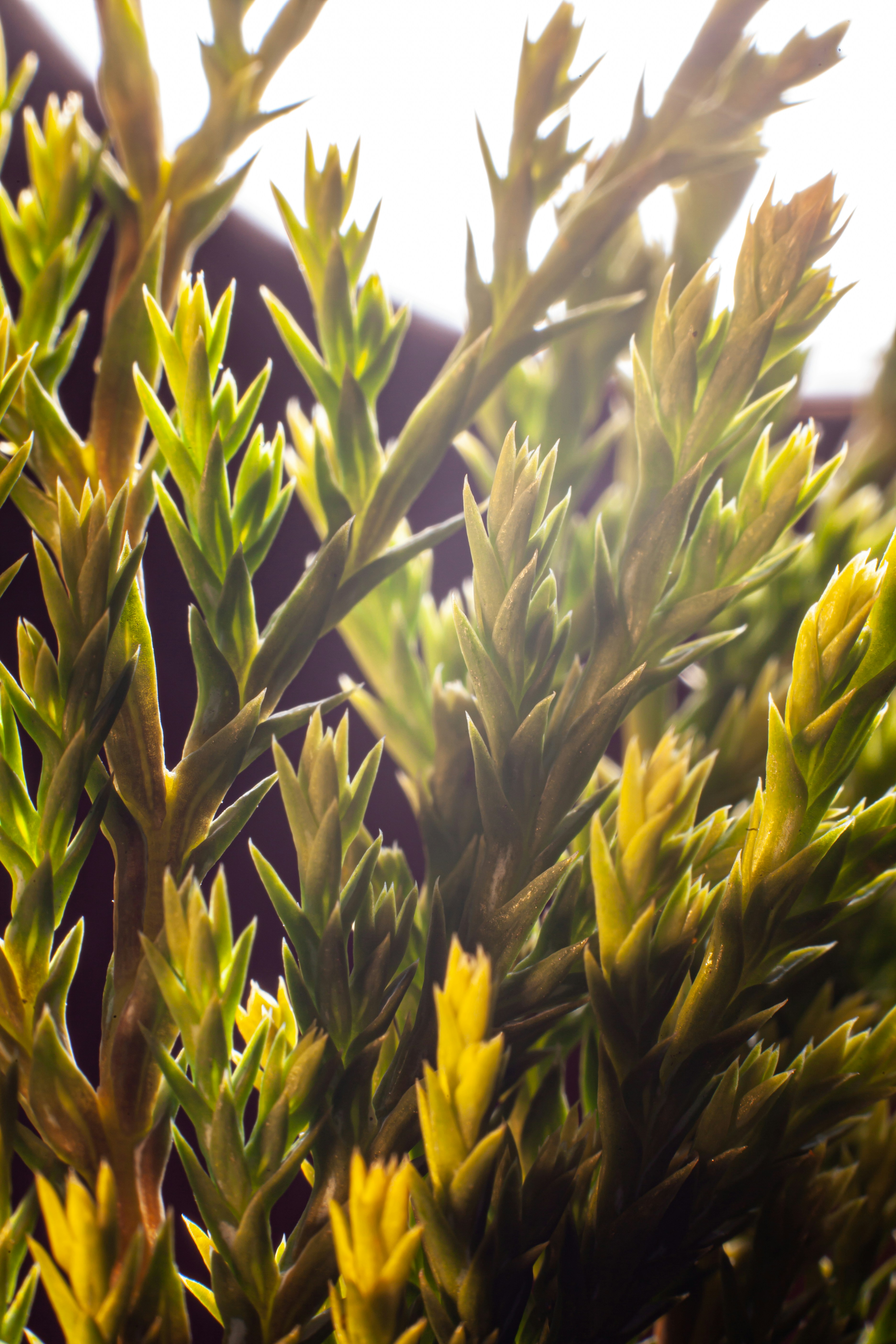 A close up of a plant photo – Free Wallpaper Image on Unsplash