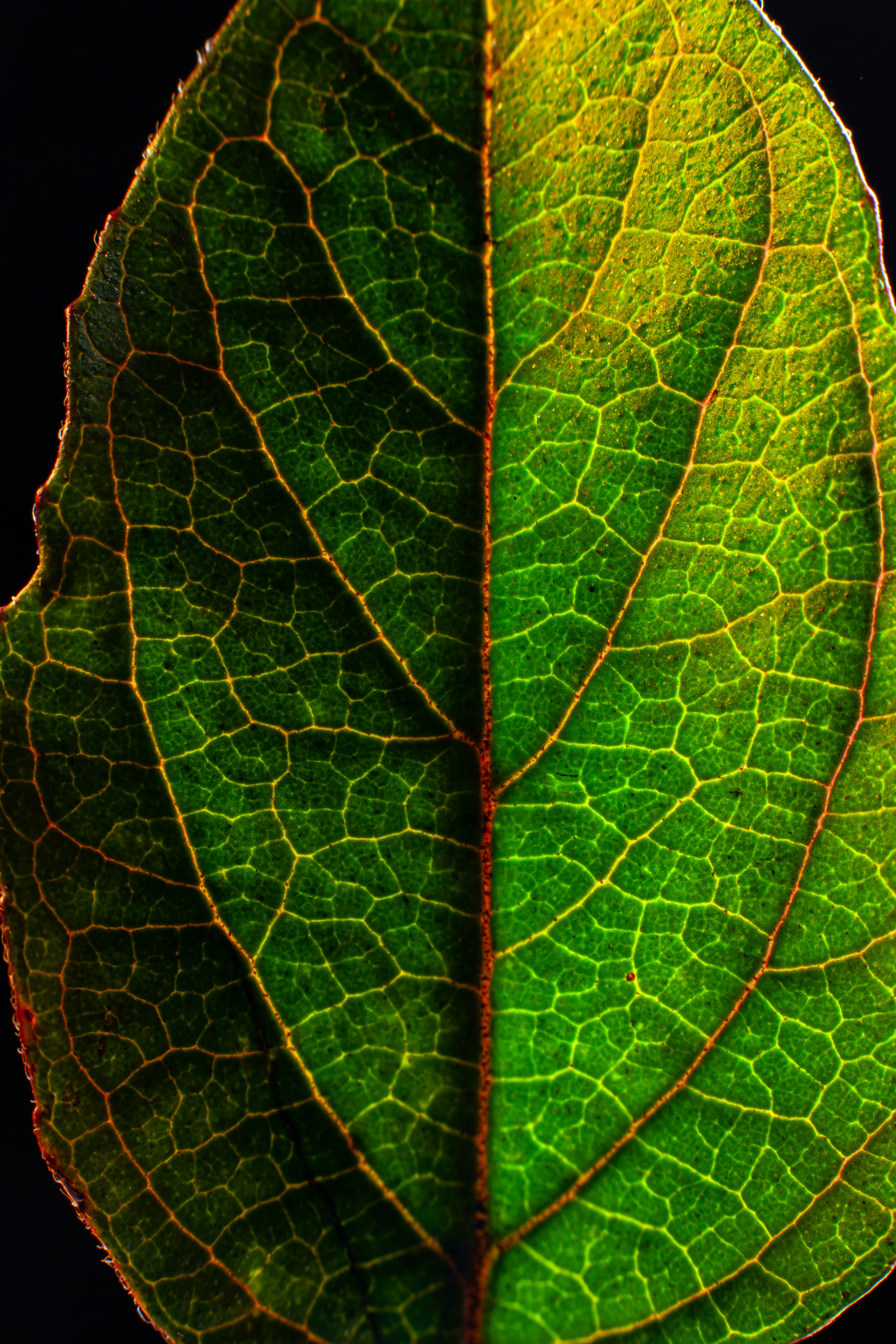 A close-up of a leaf photo – Free Leaf Image on Unsplash