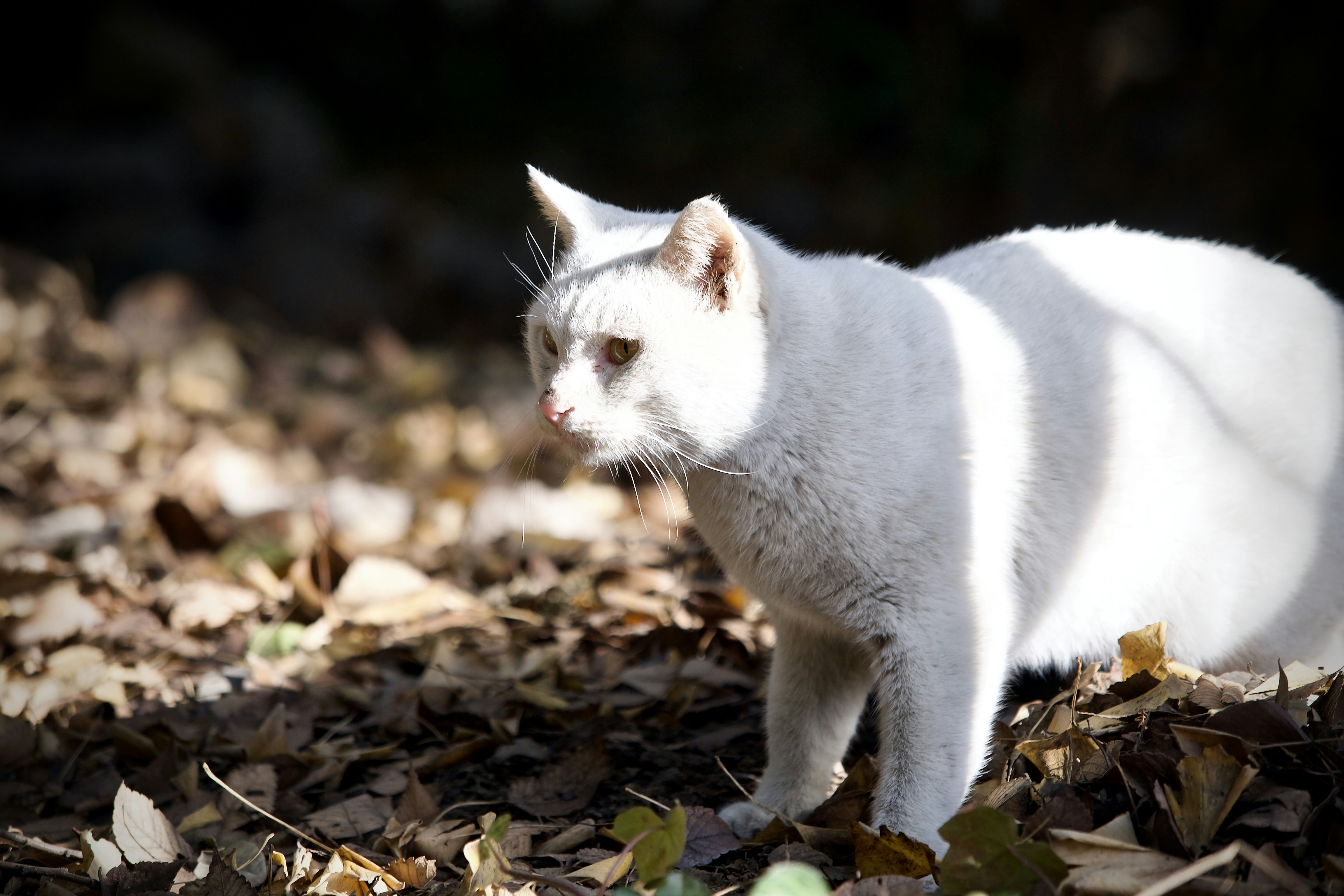 Sunlit White Cat in Autumn Leaf Bed