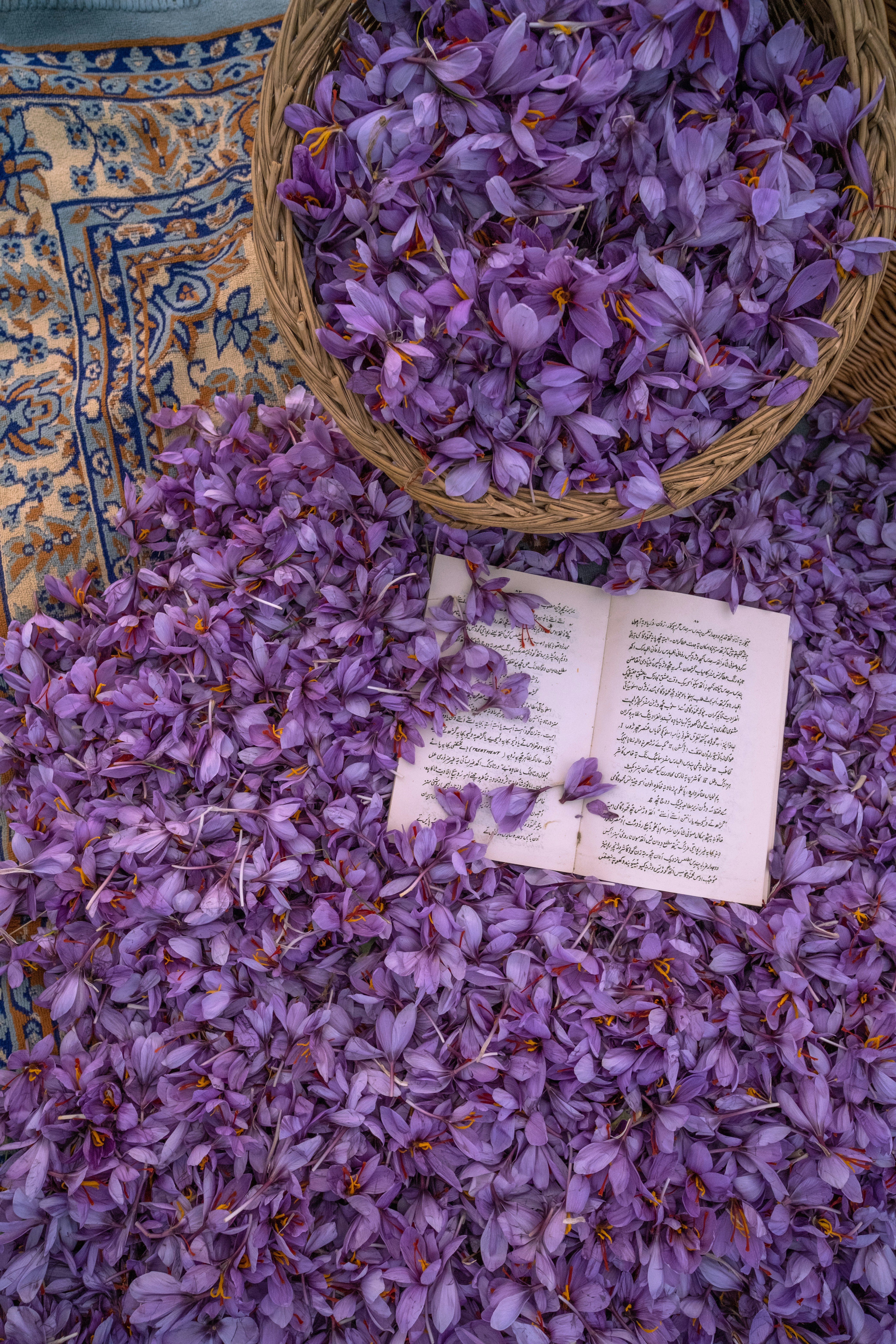 Violet Crocus Reverie: Petals Frame an Open Page