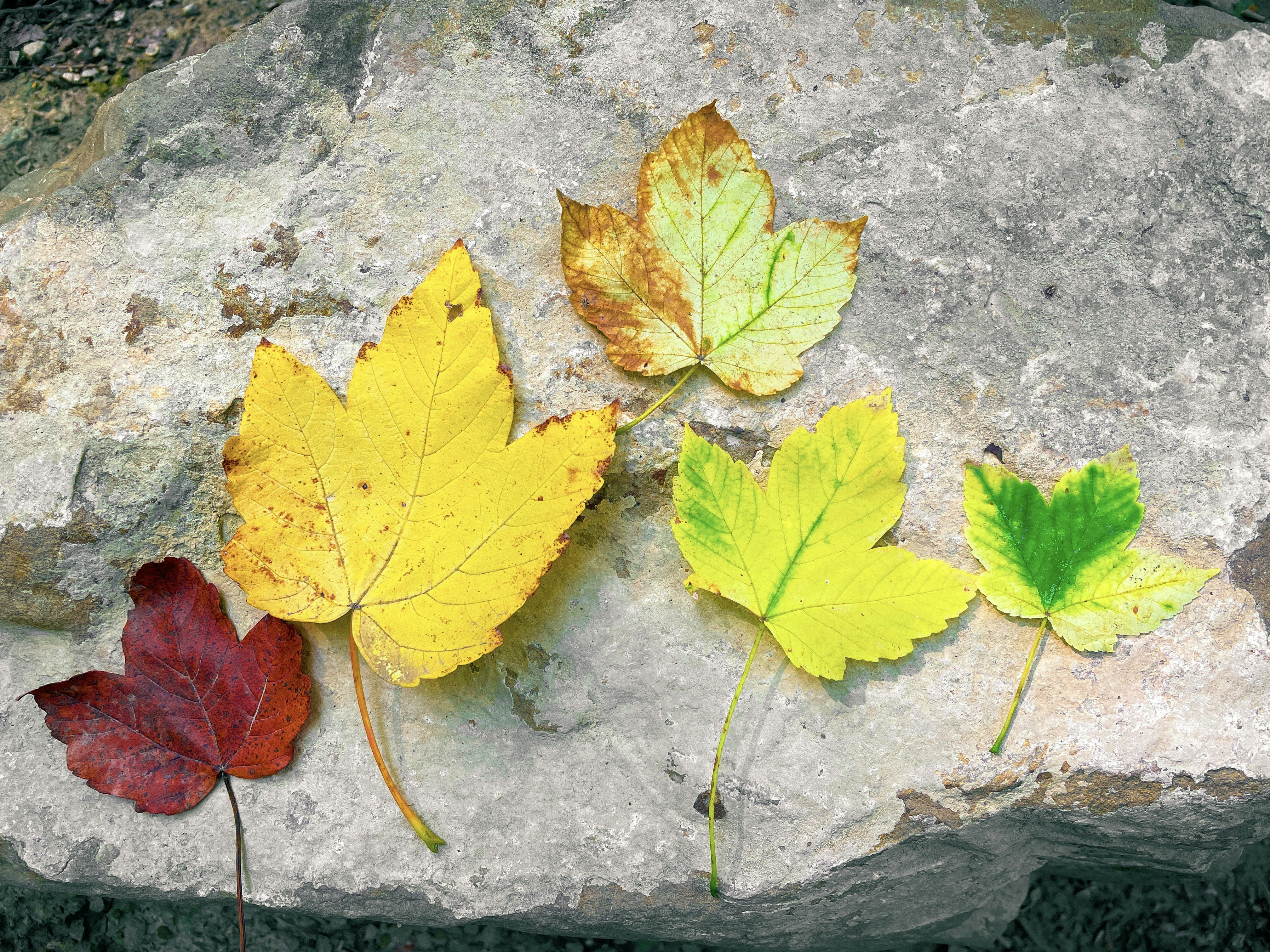 Autumn Palette: Five Leaflets Resting on Weathered Stone