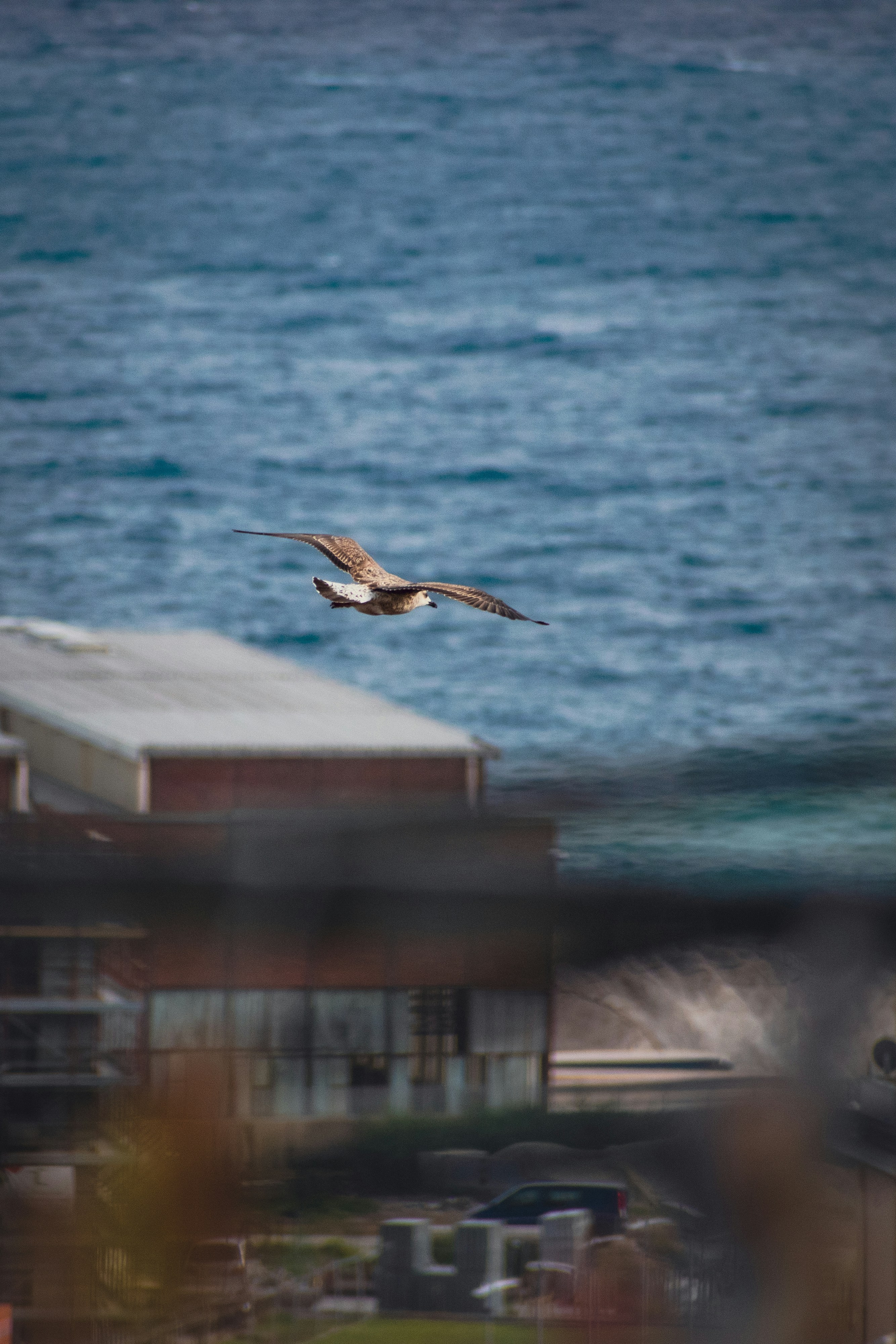 a bird flying over a body of water
