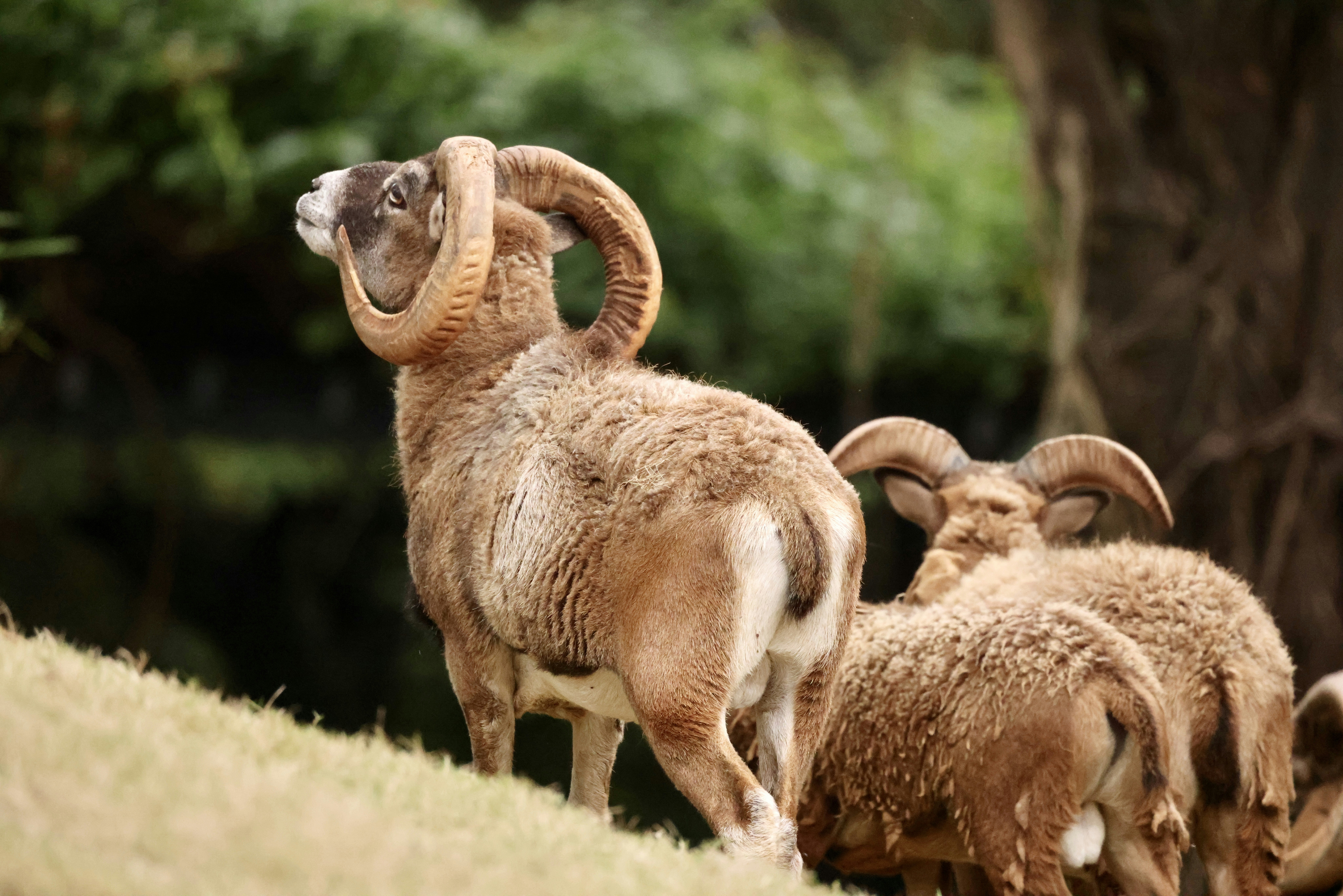 Horns at Dawn: A Foreground Ram Commands the Slope