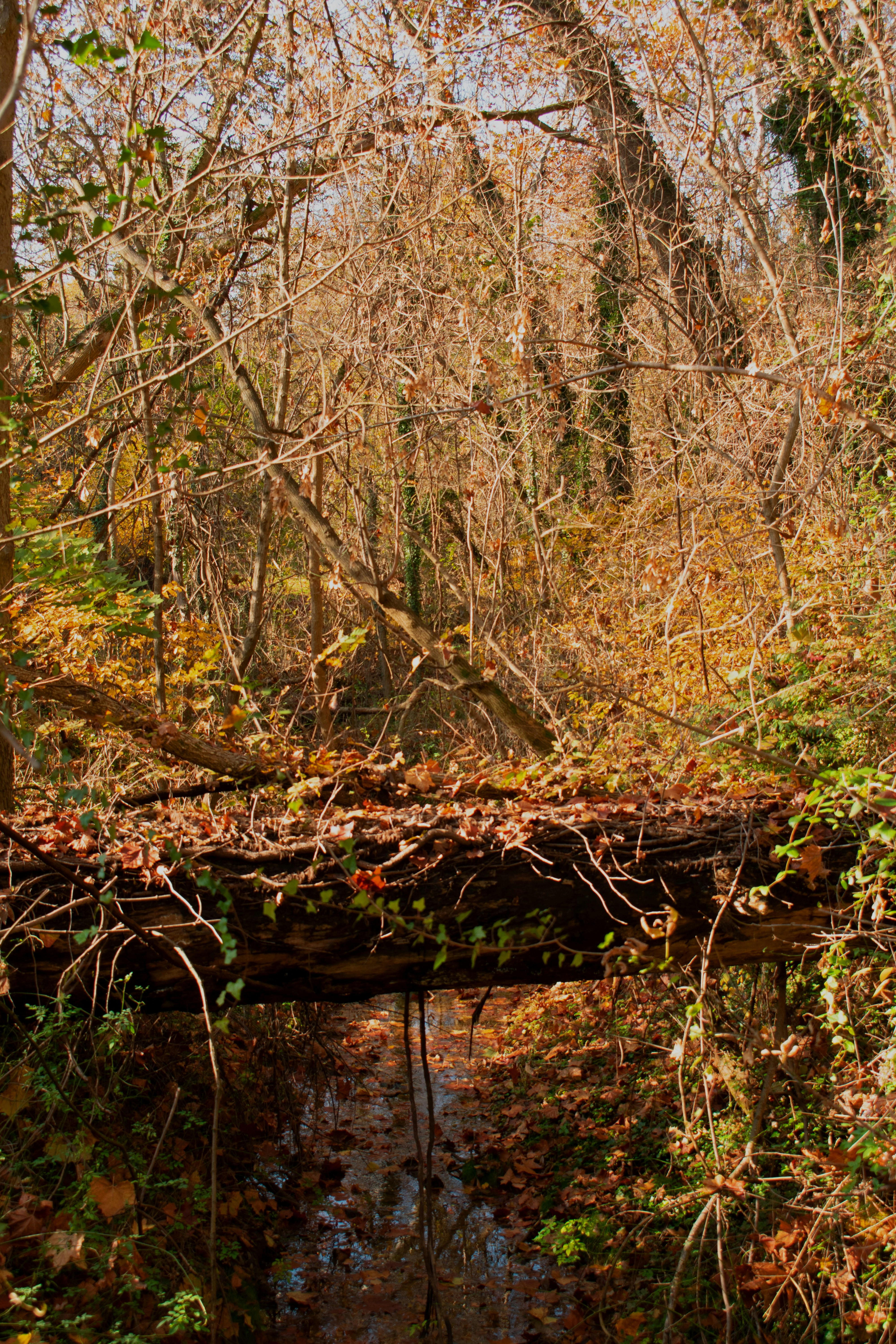 Photo by Raymond Eichelberger with Nikon D3400