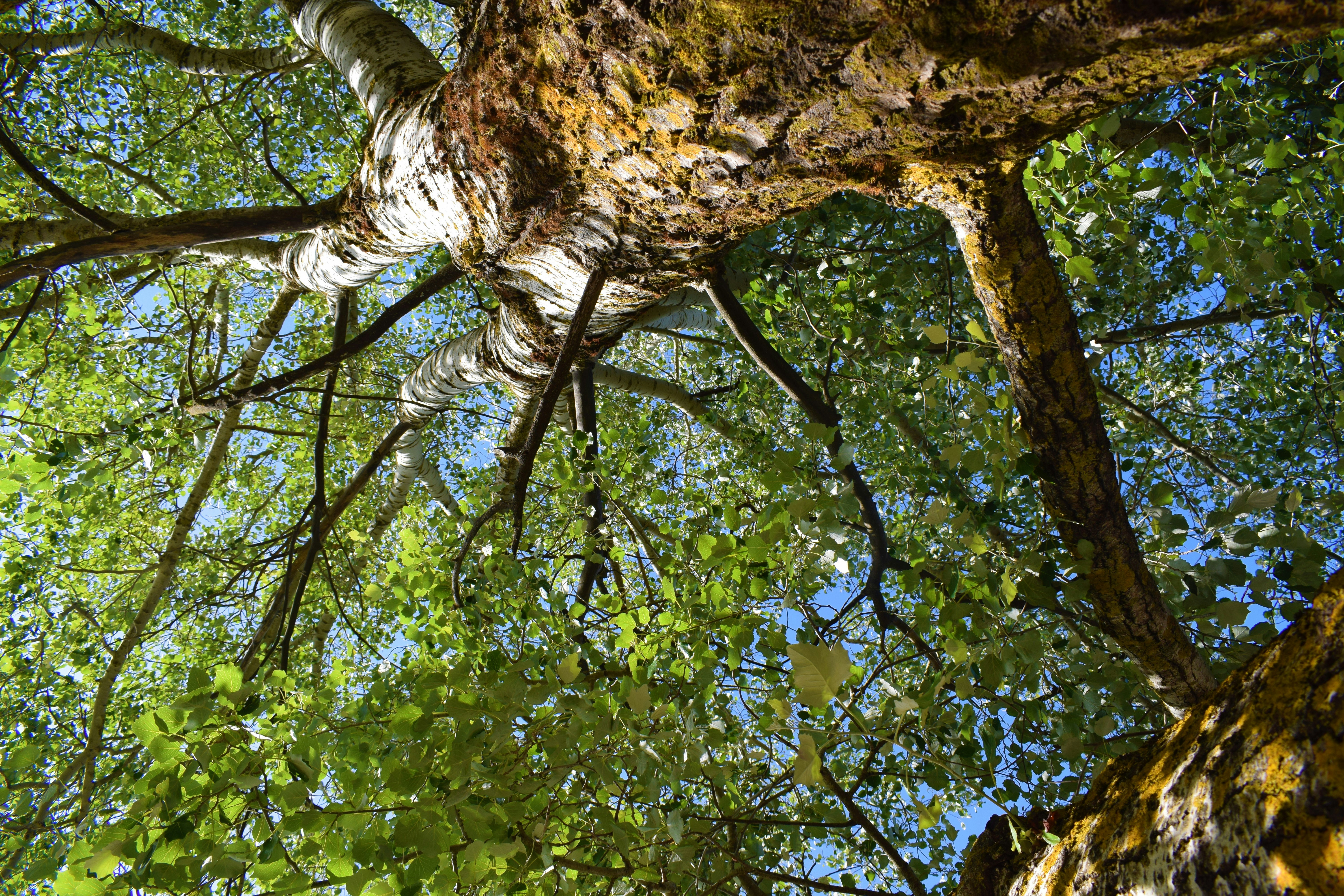 A group of people climbing a tree photo – Free Saint gerasimos Image on ...