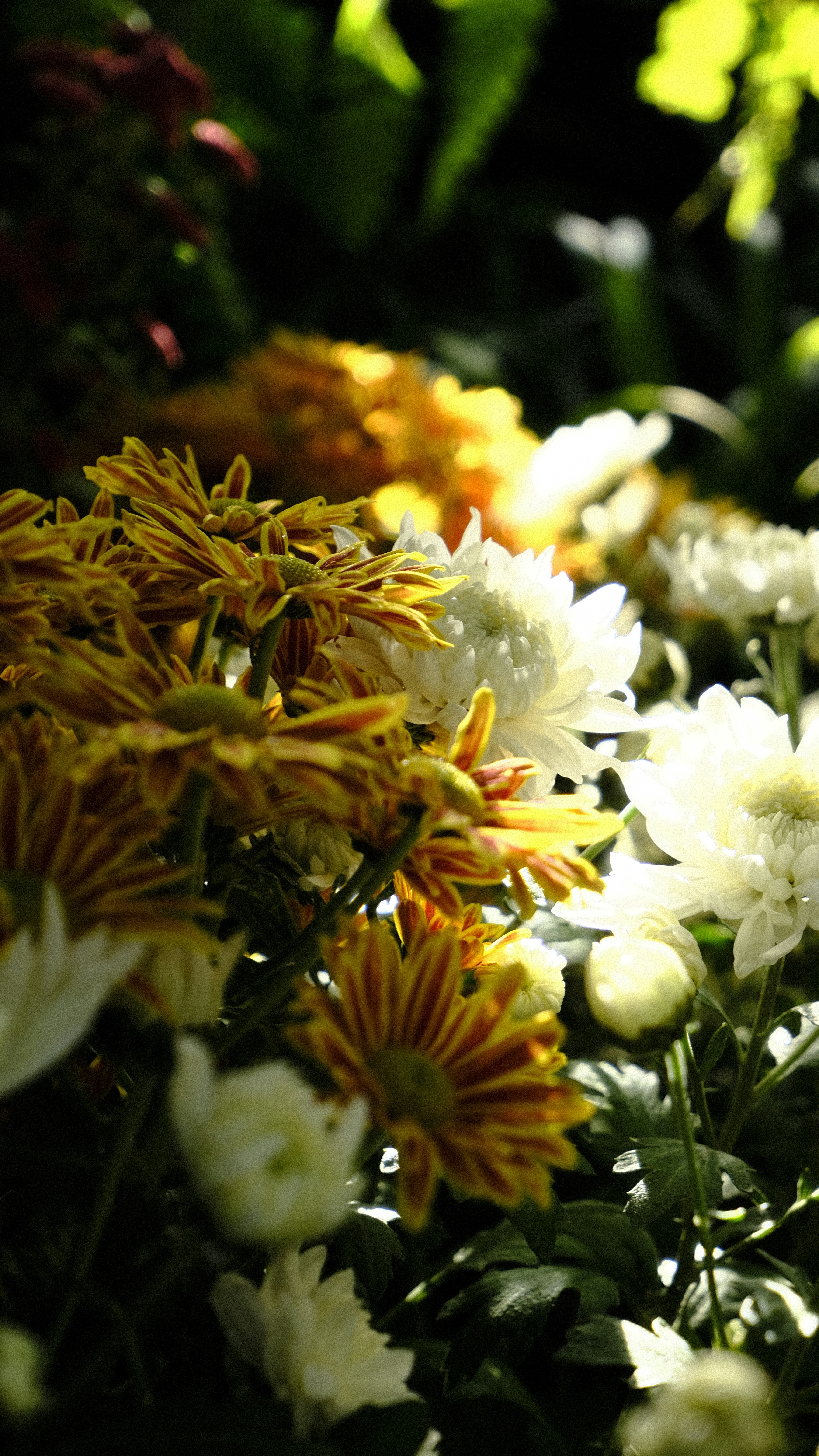 Sunlit Chrysanthemums: A Burst of Autumn Glow