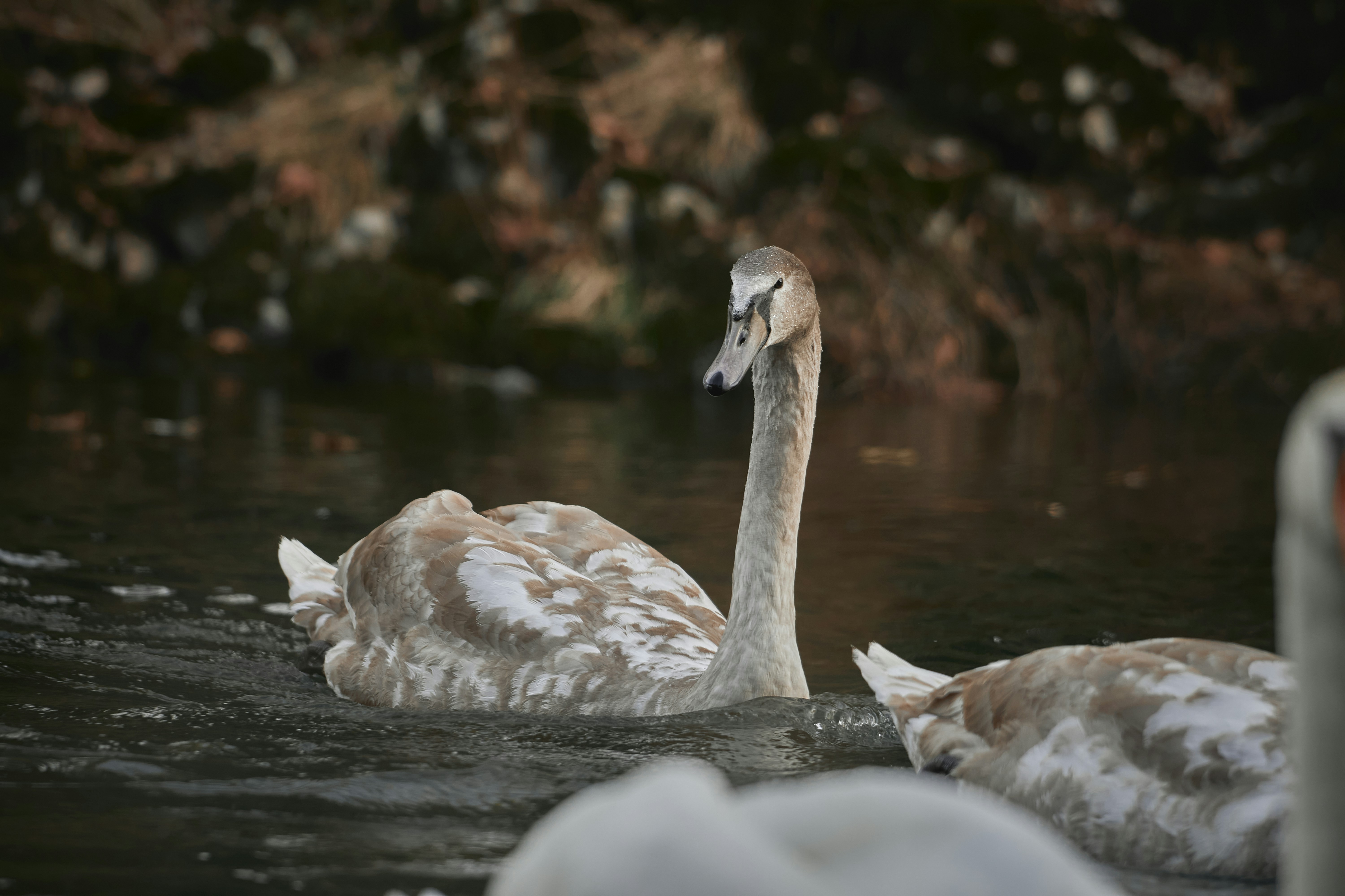 Midpond Vigil: A Long-Neck Swan Commands the Quiet Lake