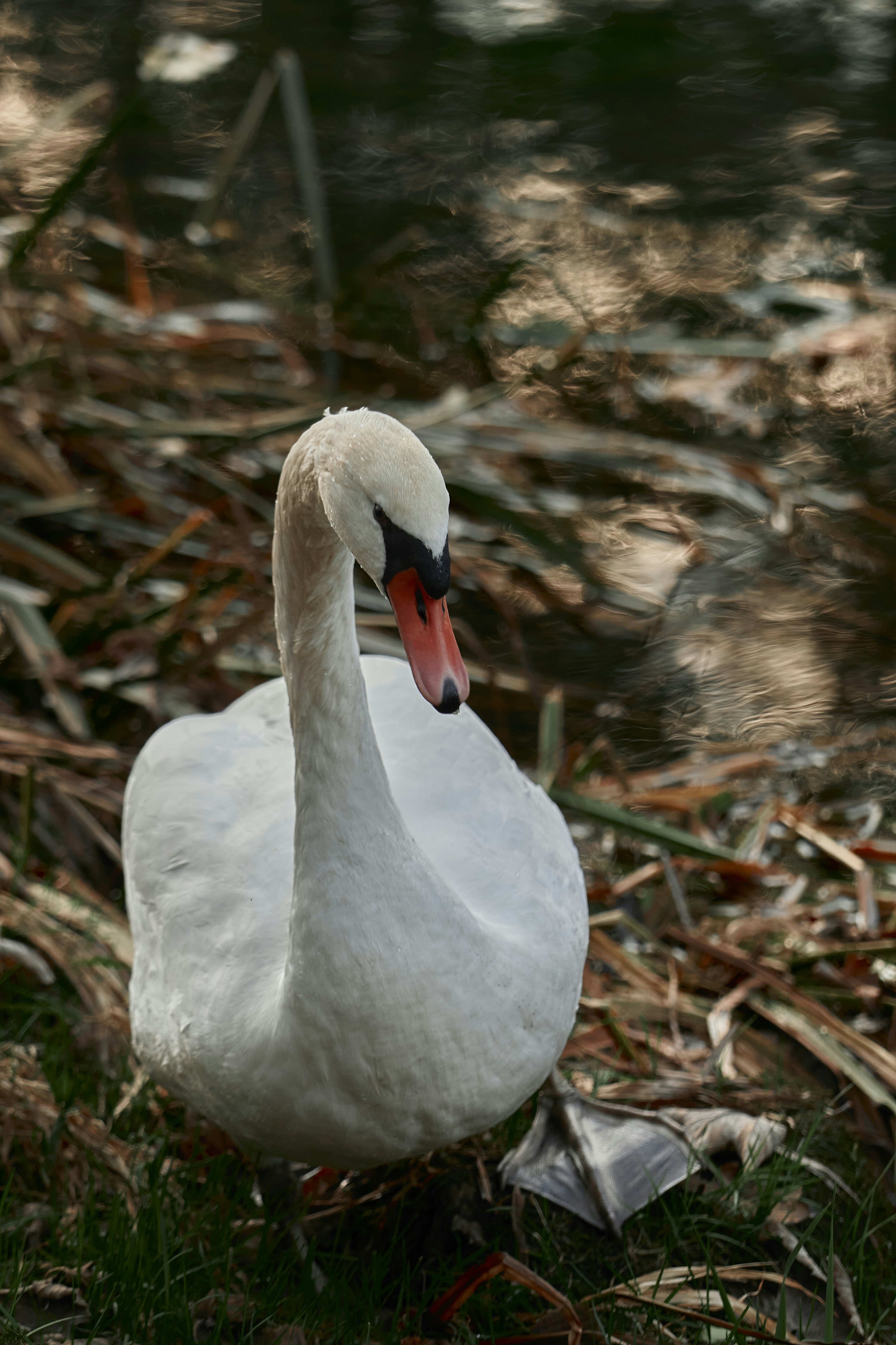 Dappled Light, Quiet Grace: A Mute Swan Among Reeds