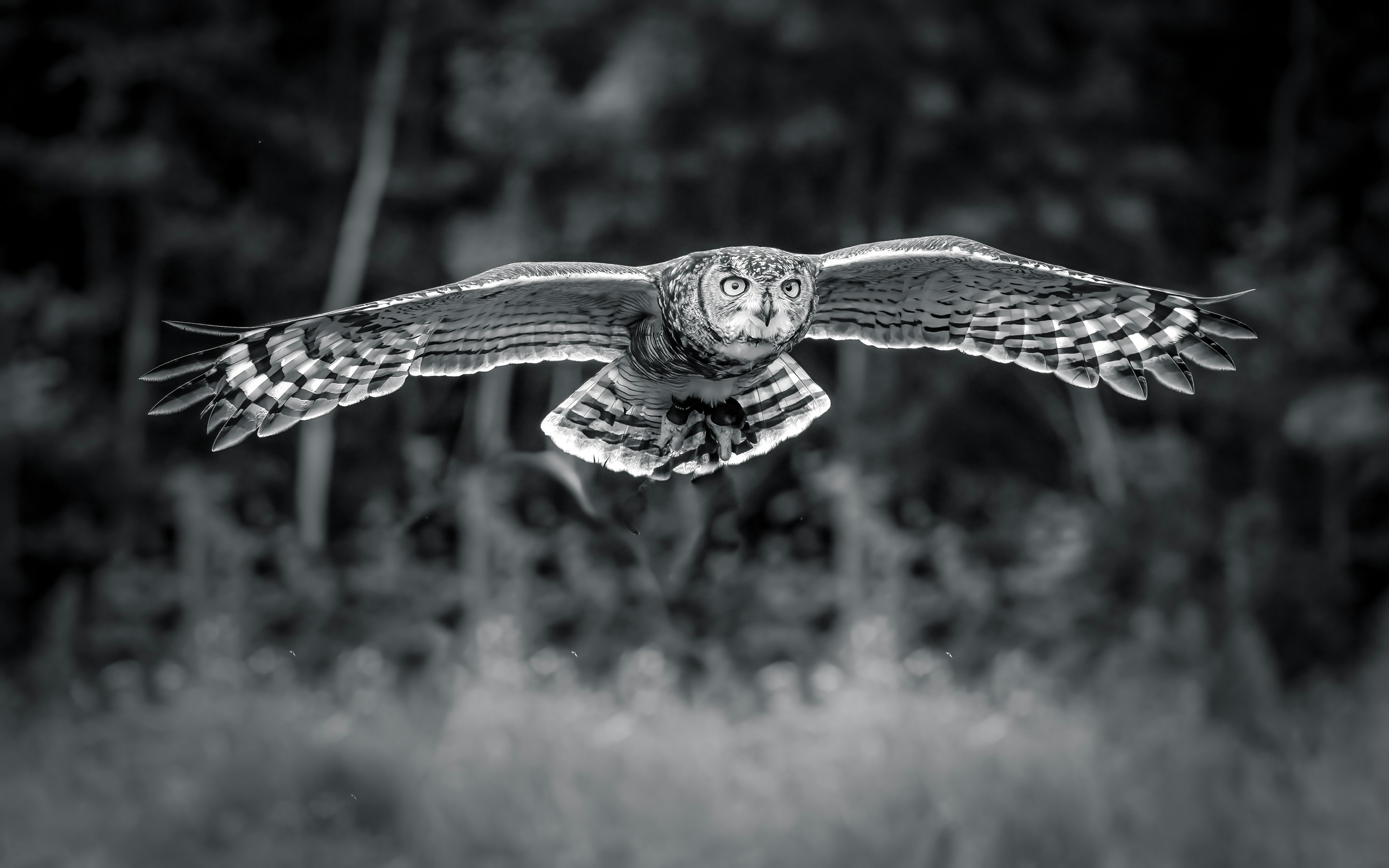Winged Gaze over the Meadow: A Monochrome Owl in Midflight