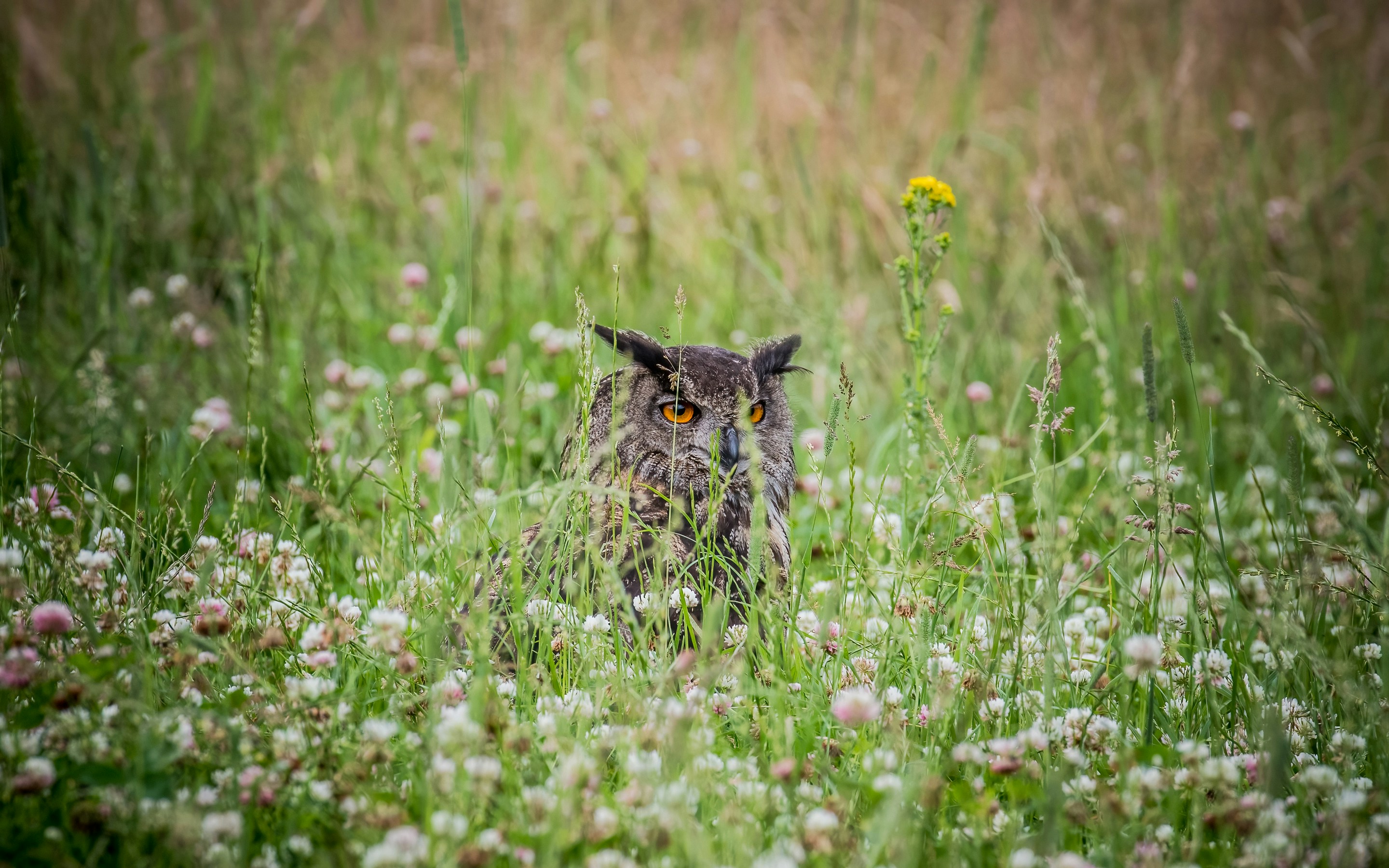 Amber-Eyed Sentinel Amid a Sea of Clover