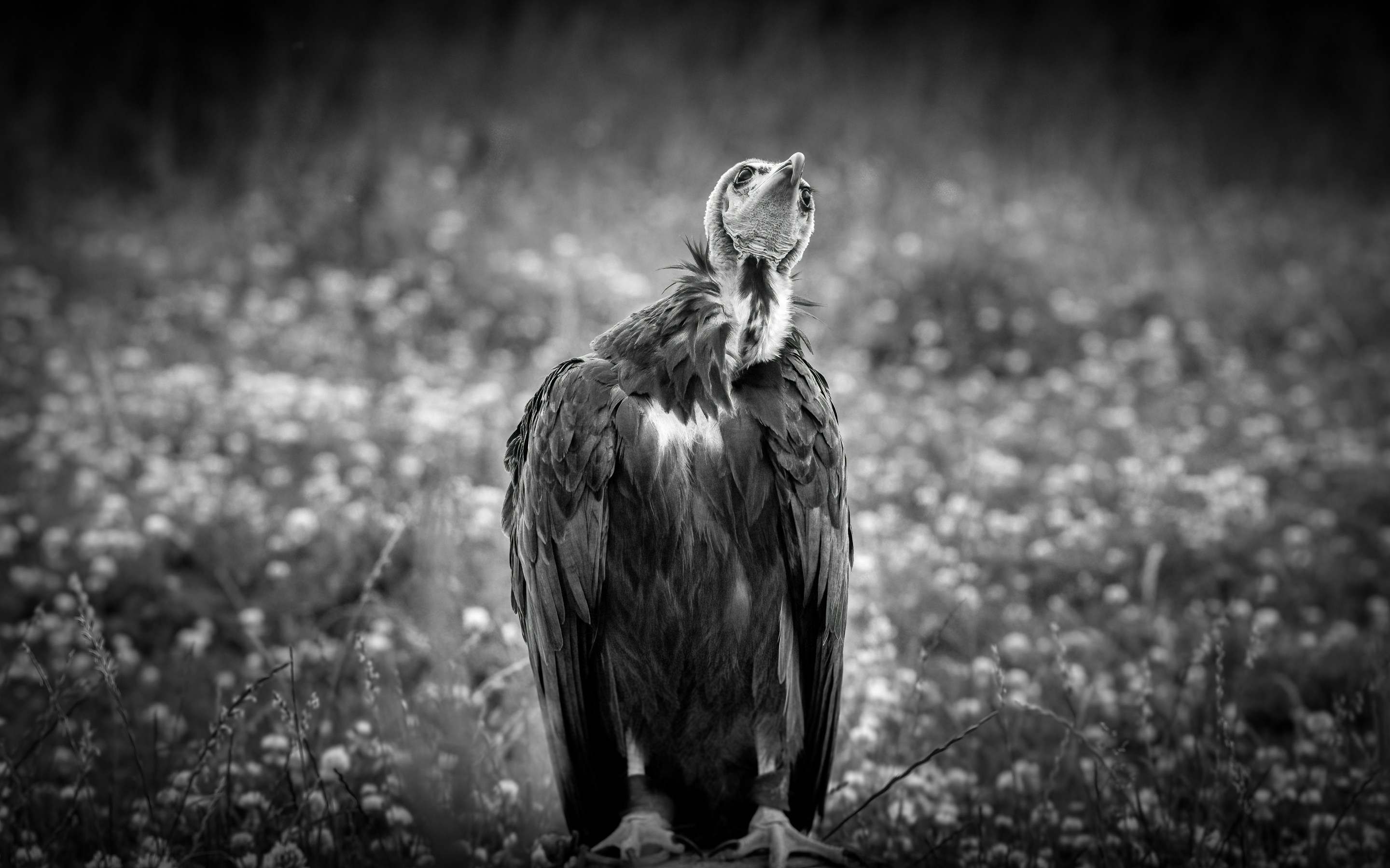 Grayscale Vigil: A Raptor's Upward Gaze in a Quiet Meadow