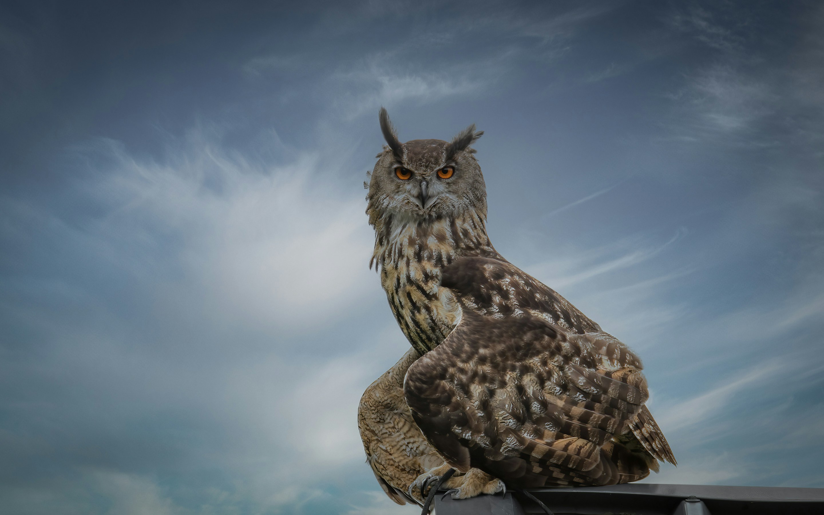 Free Animal Image on Unsplash