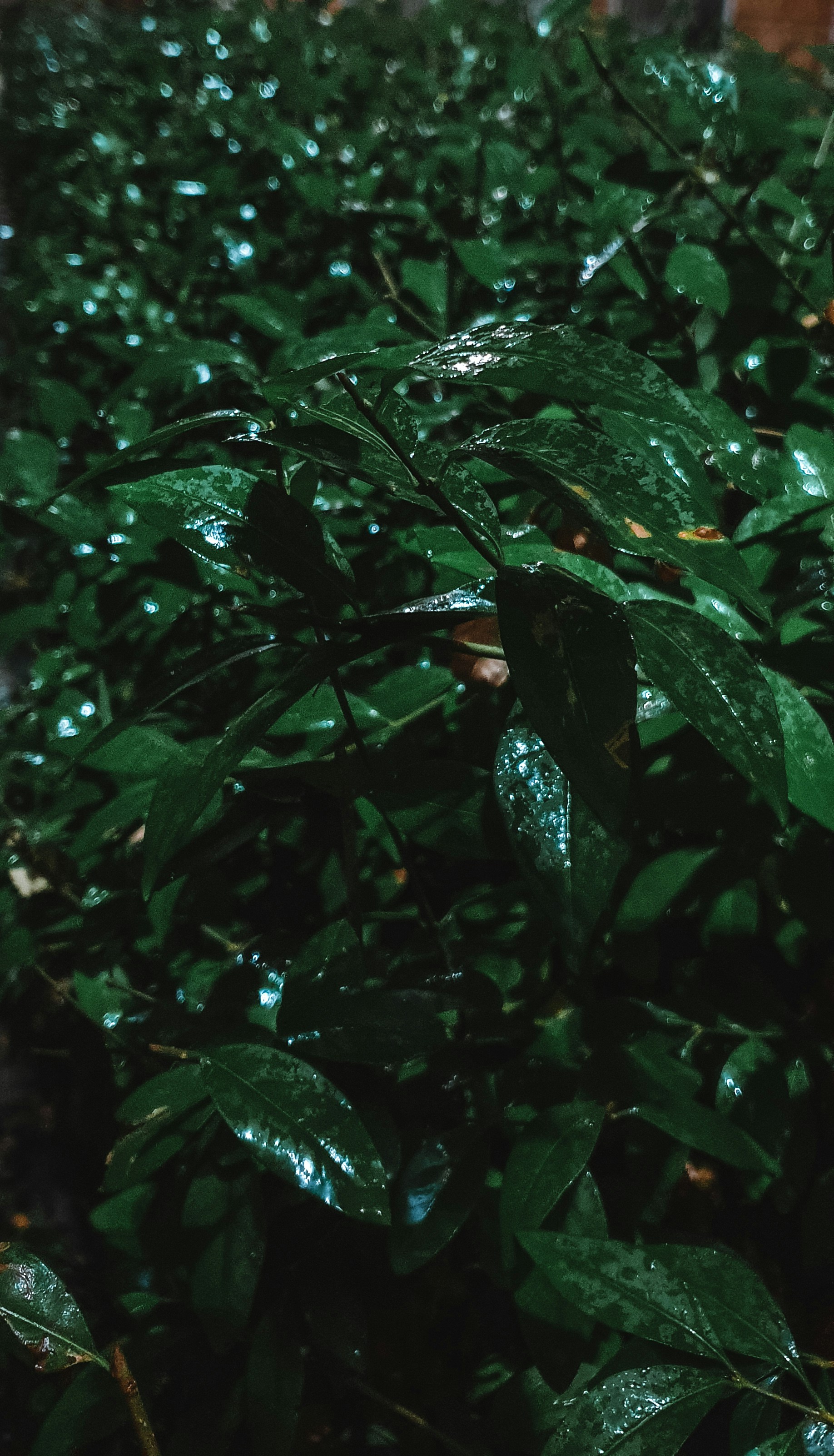 a frog in a pond