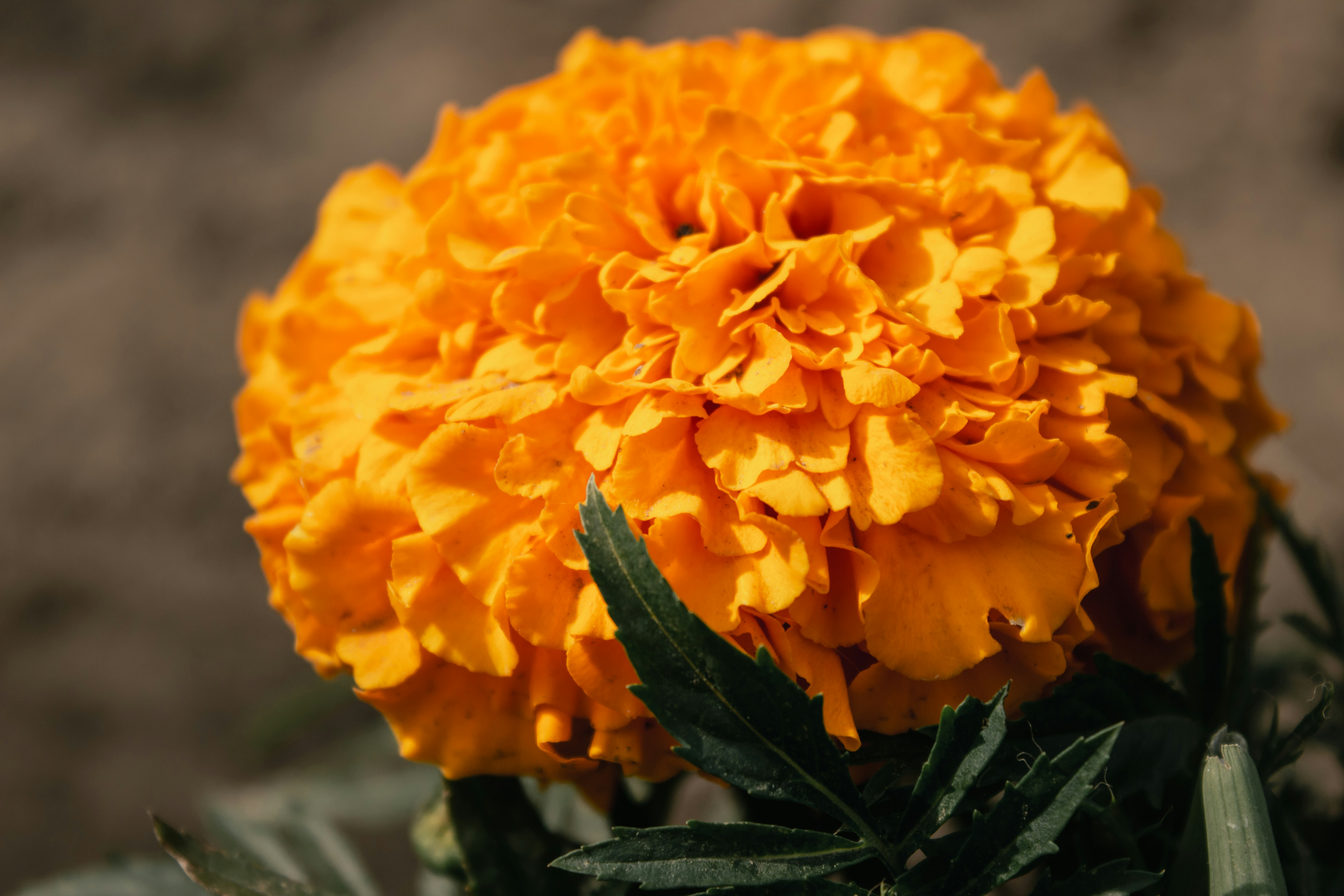 Gros plan d’une fleur photo – Image gratuite de Fleur sur Unsplash