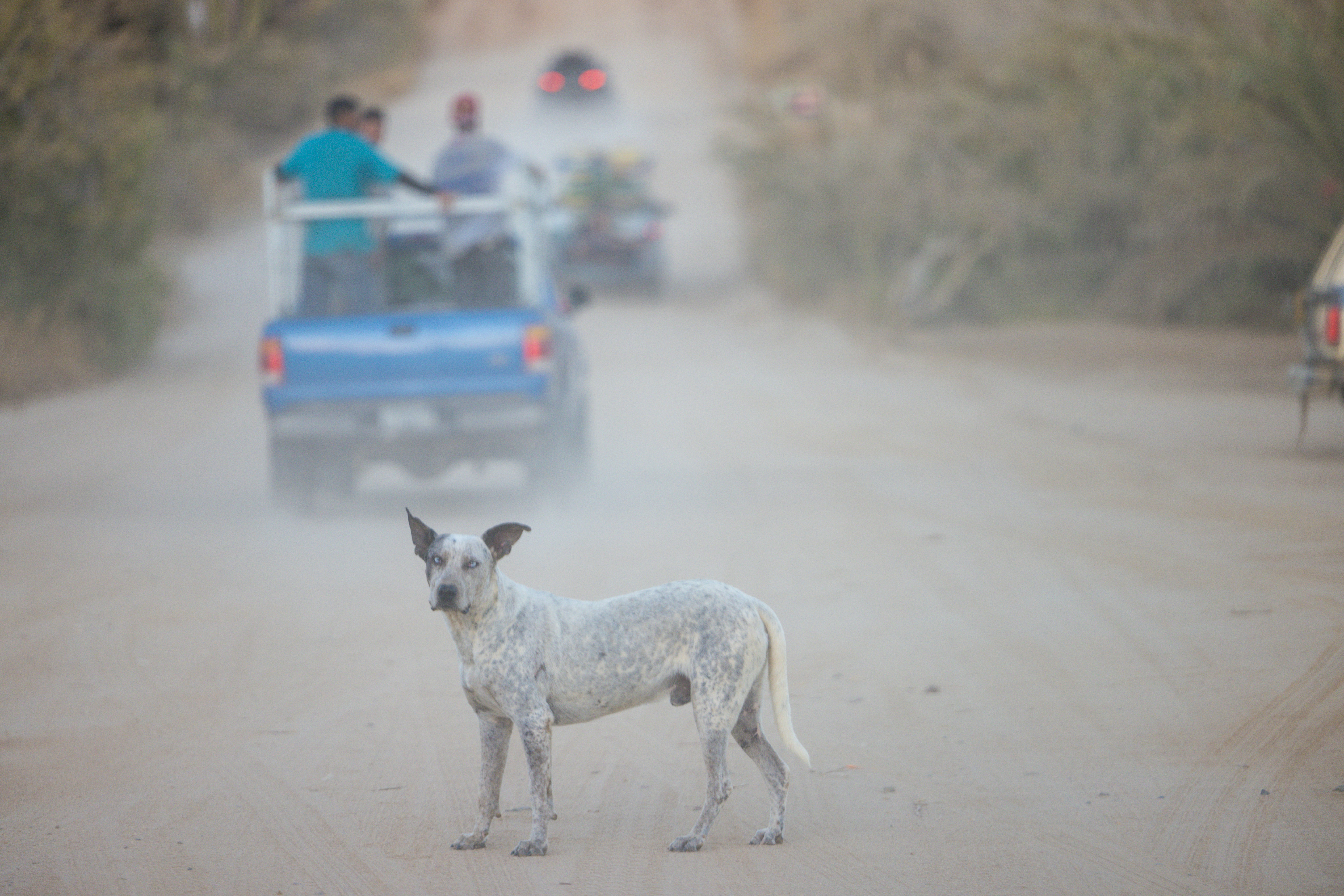 a dog walking on a road