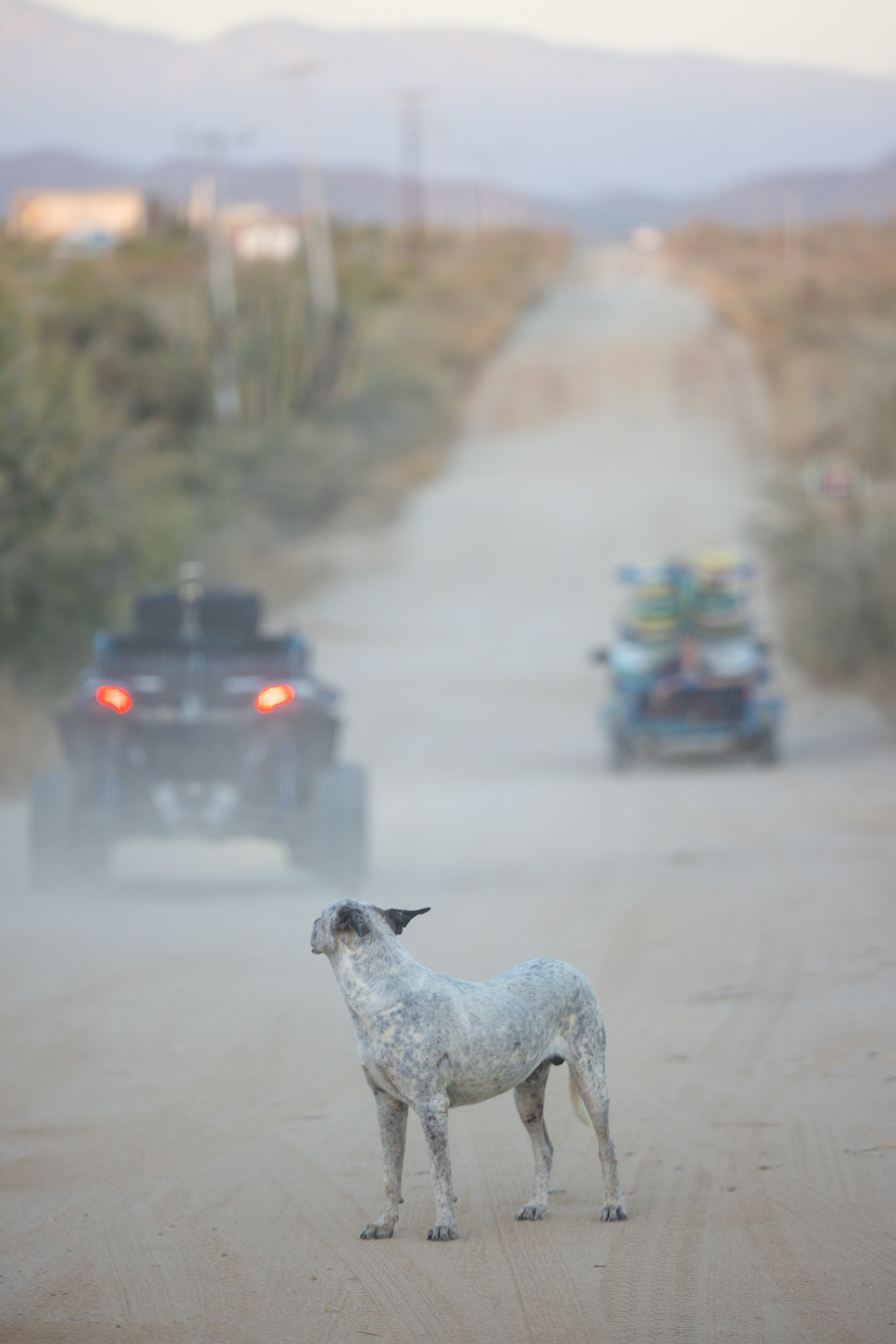 a dog walking on a road