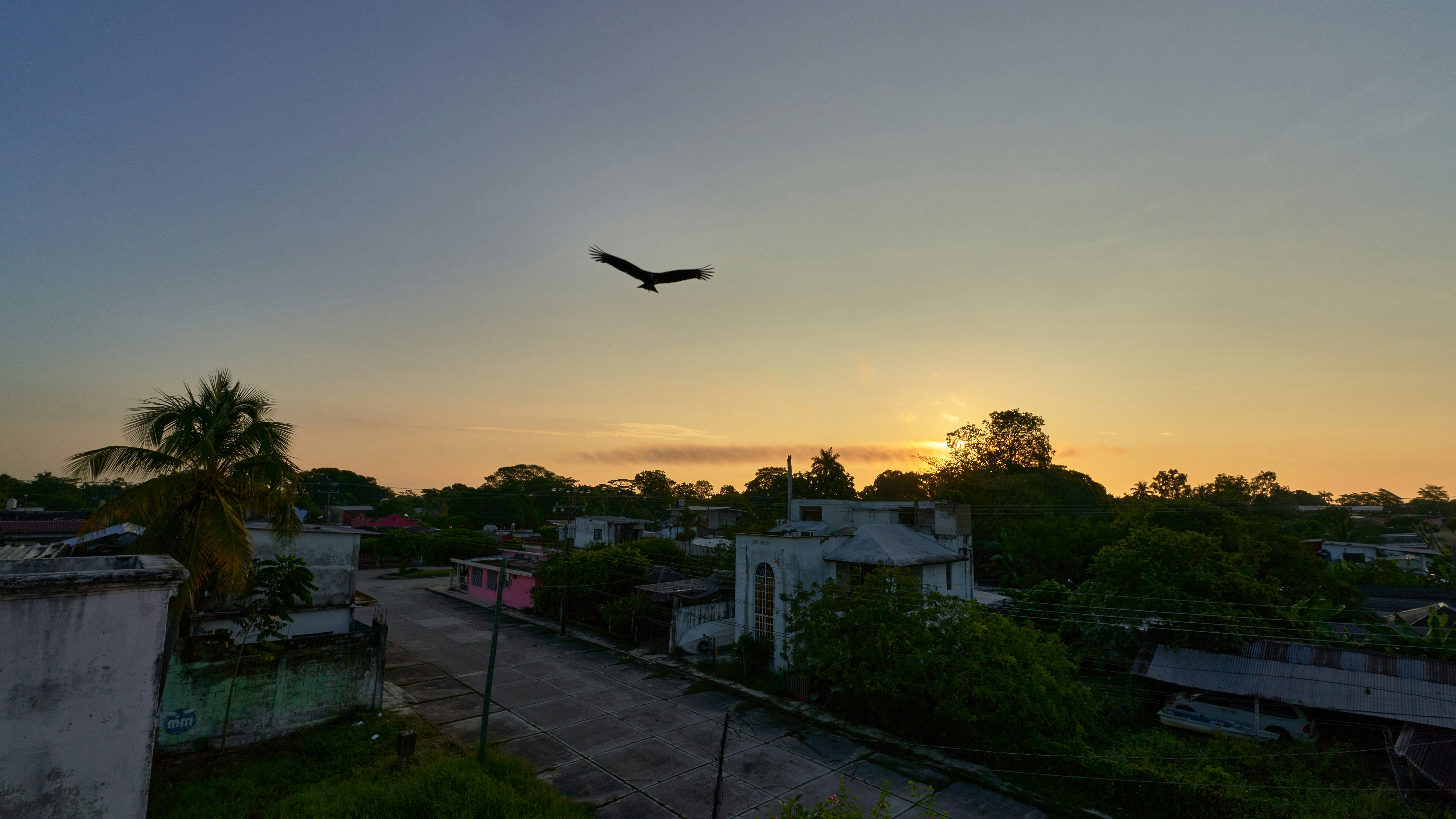 Dawn Flight Over a Palm-Lined Village