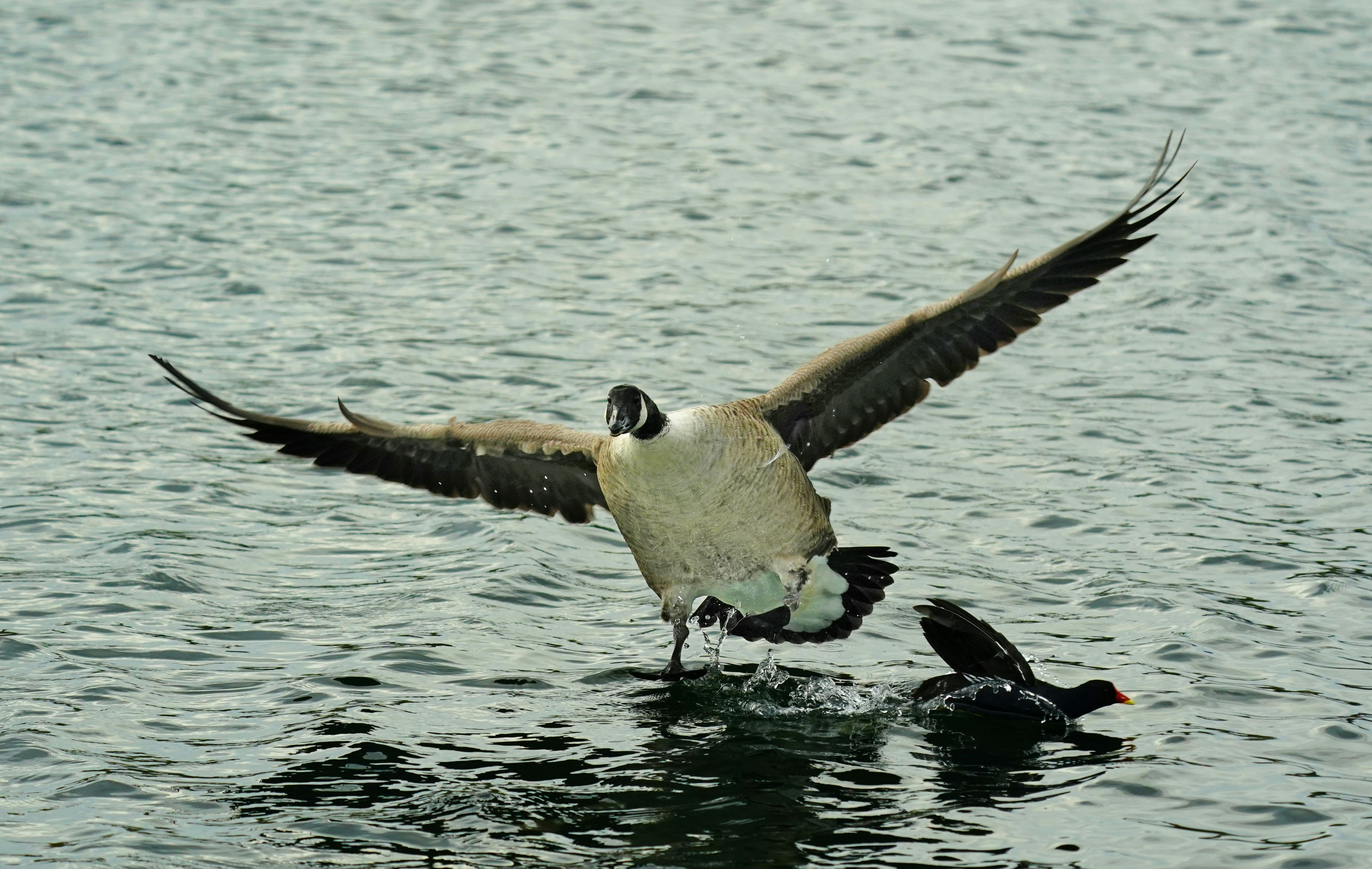 A bird landing on a bird photo – Free Animal Image on Unsplash