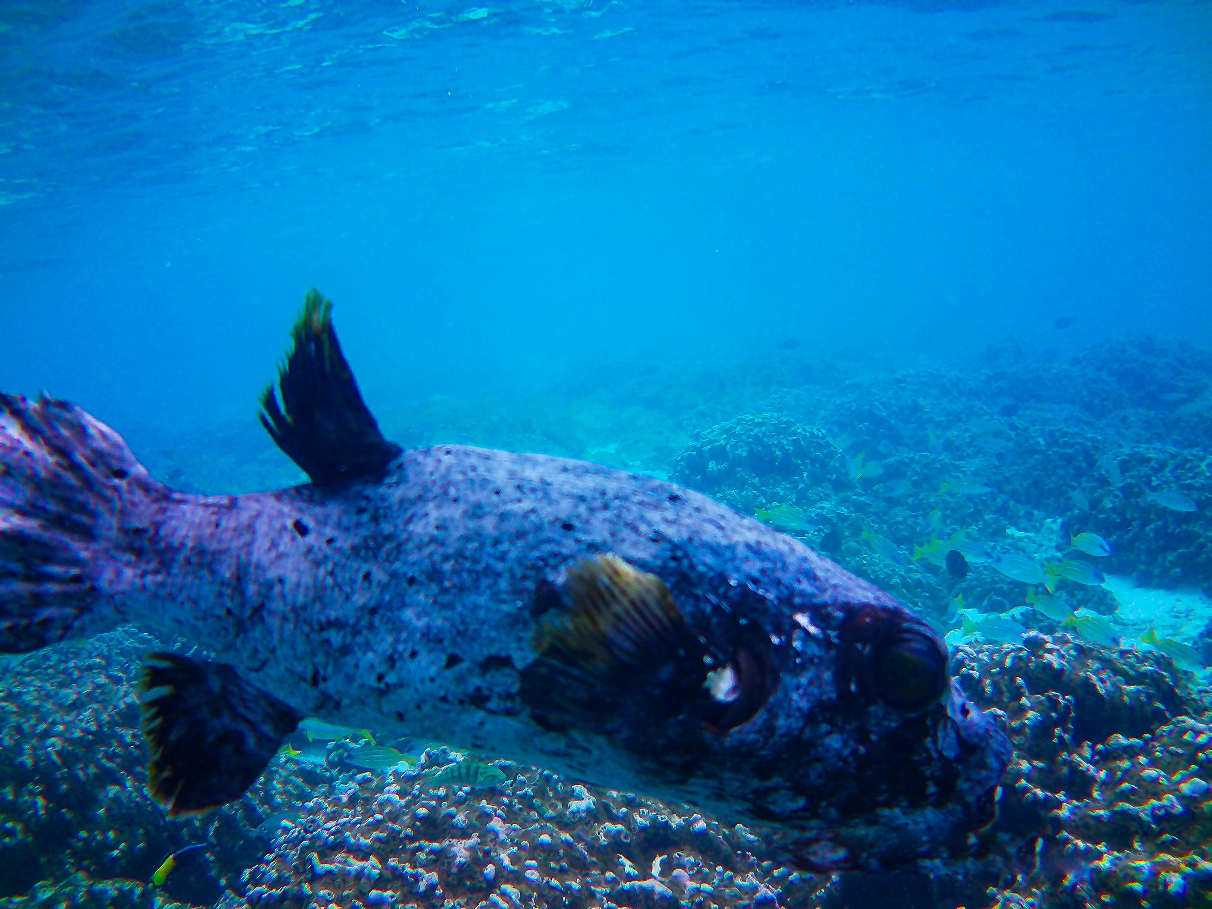 A sea animal under water photo – Free Maldives Image on Unsplash