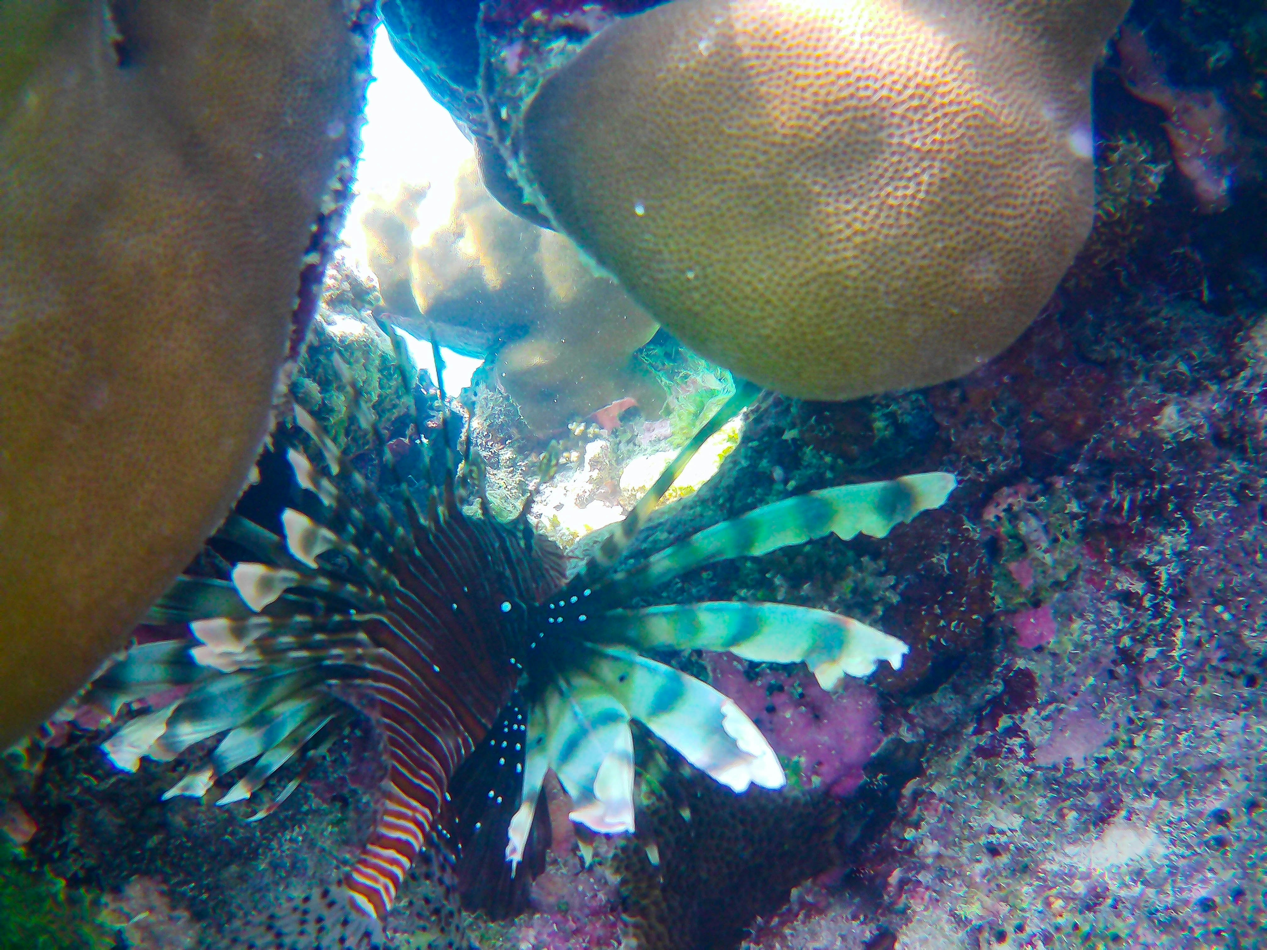 A close-up of a sea creature photo – Free Fish Image on Unsplash