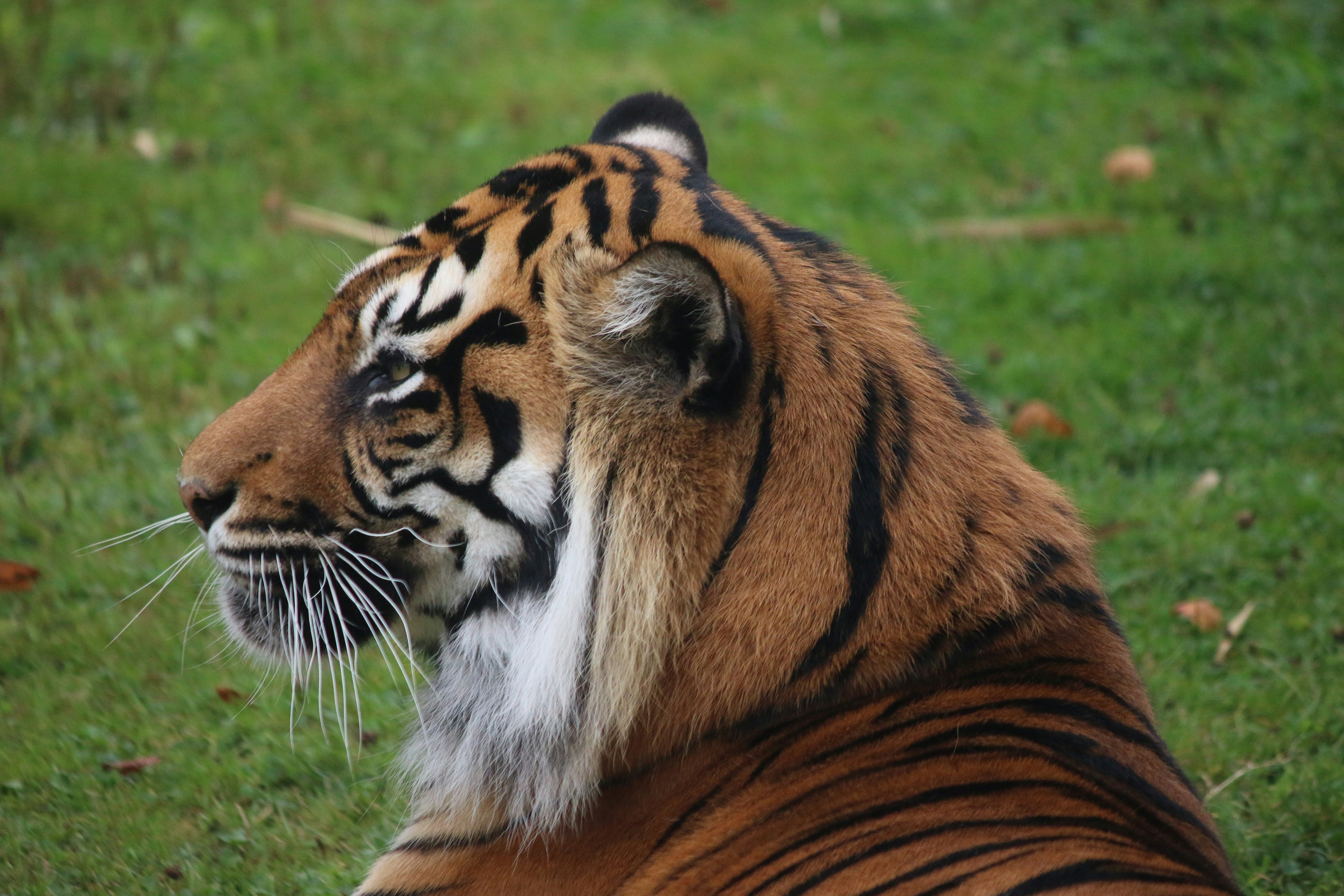 Tiger in Profile: A Quiet Moment in the Grass
