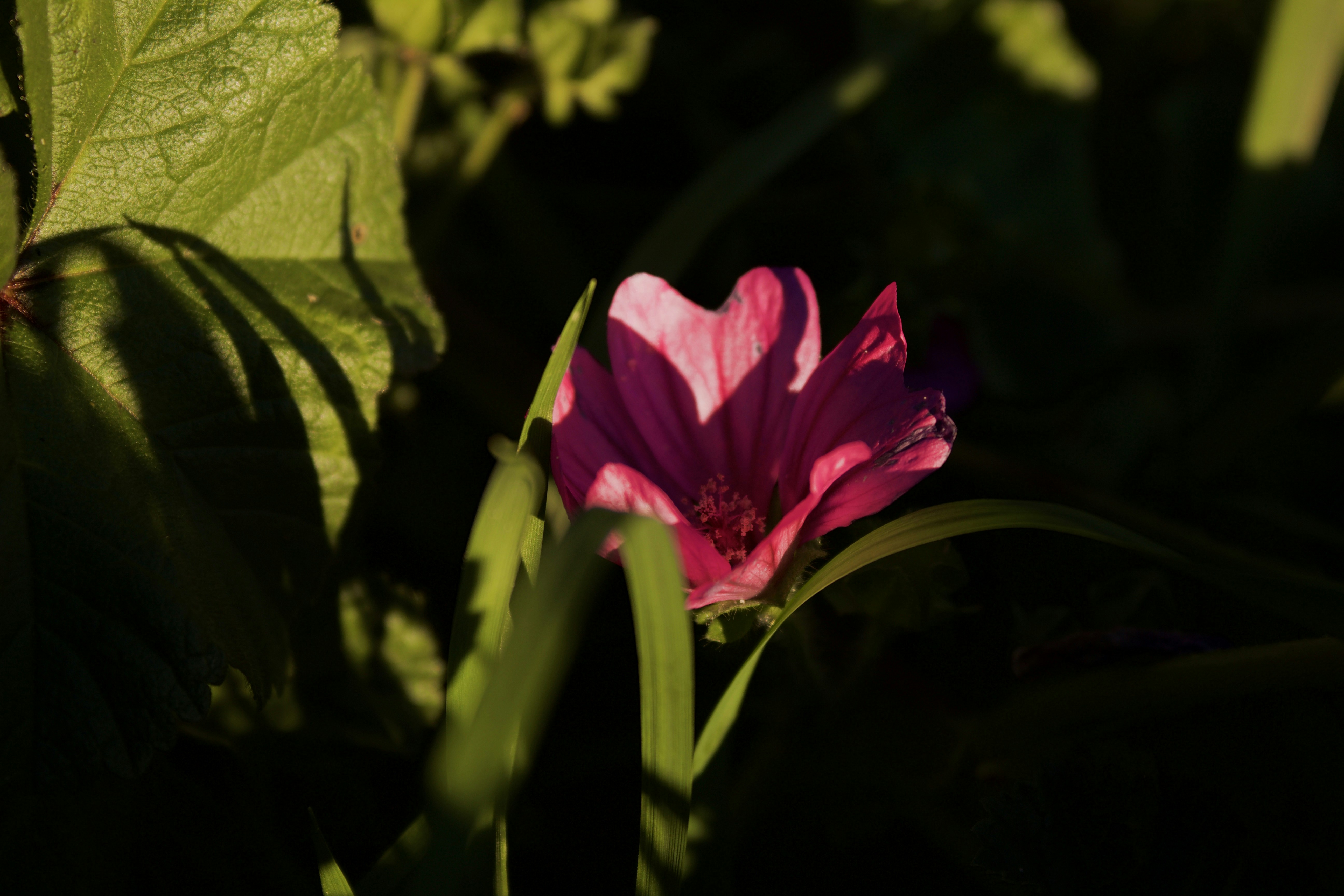 Pink Blossom Piercing the Shadowed Foliage