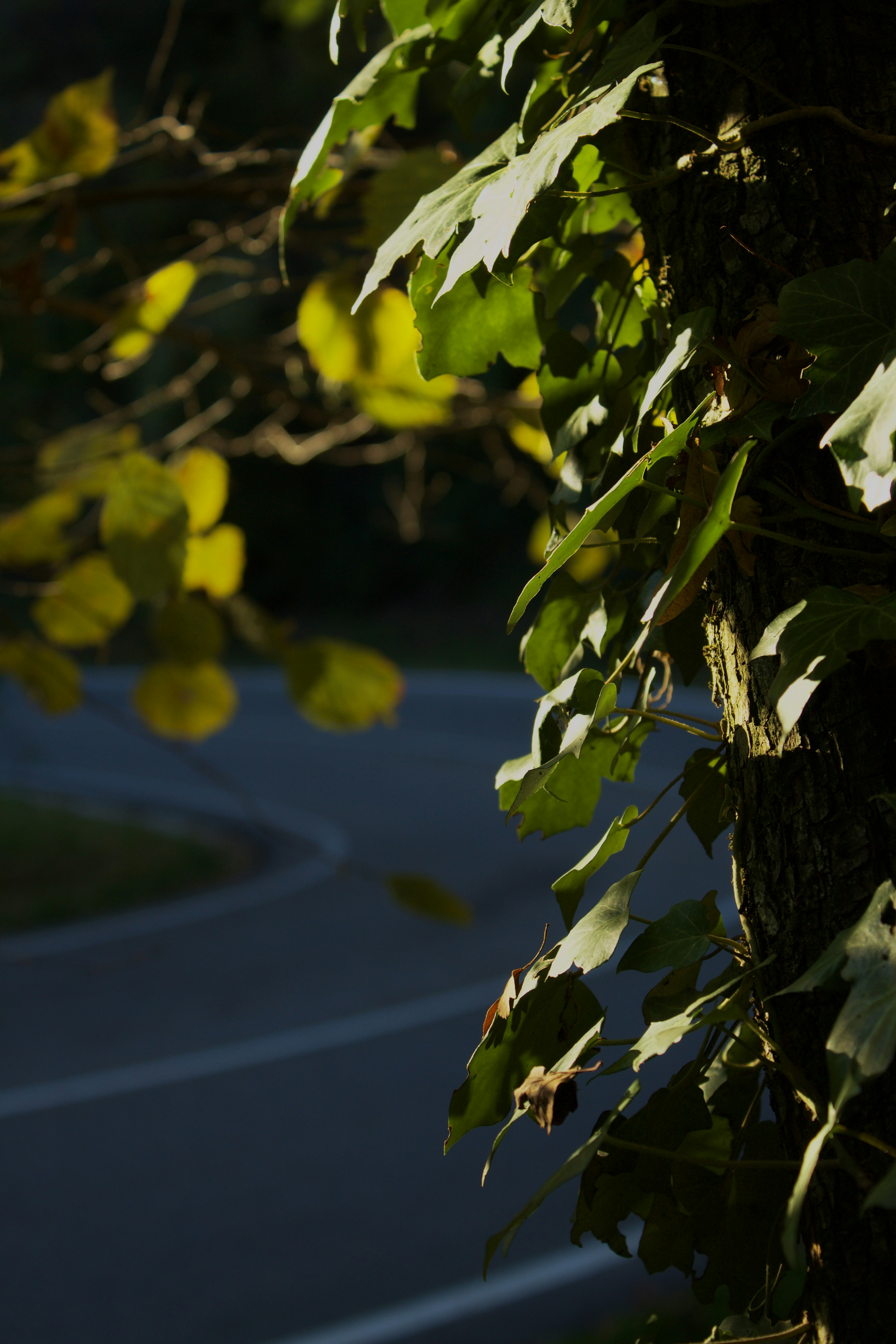 Sunlit Ivy Clinging to a Curved Roadside Wall