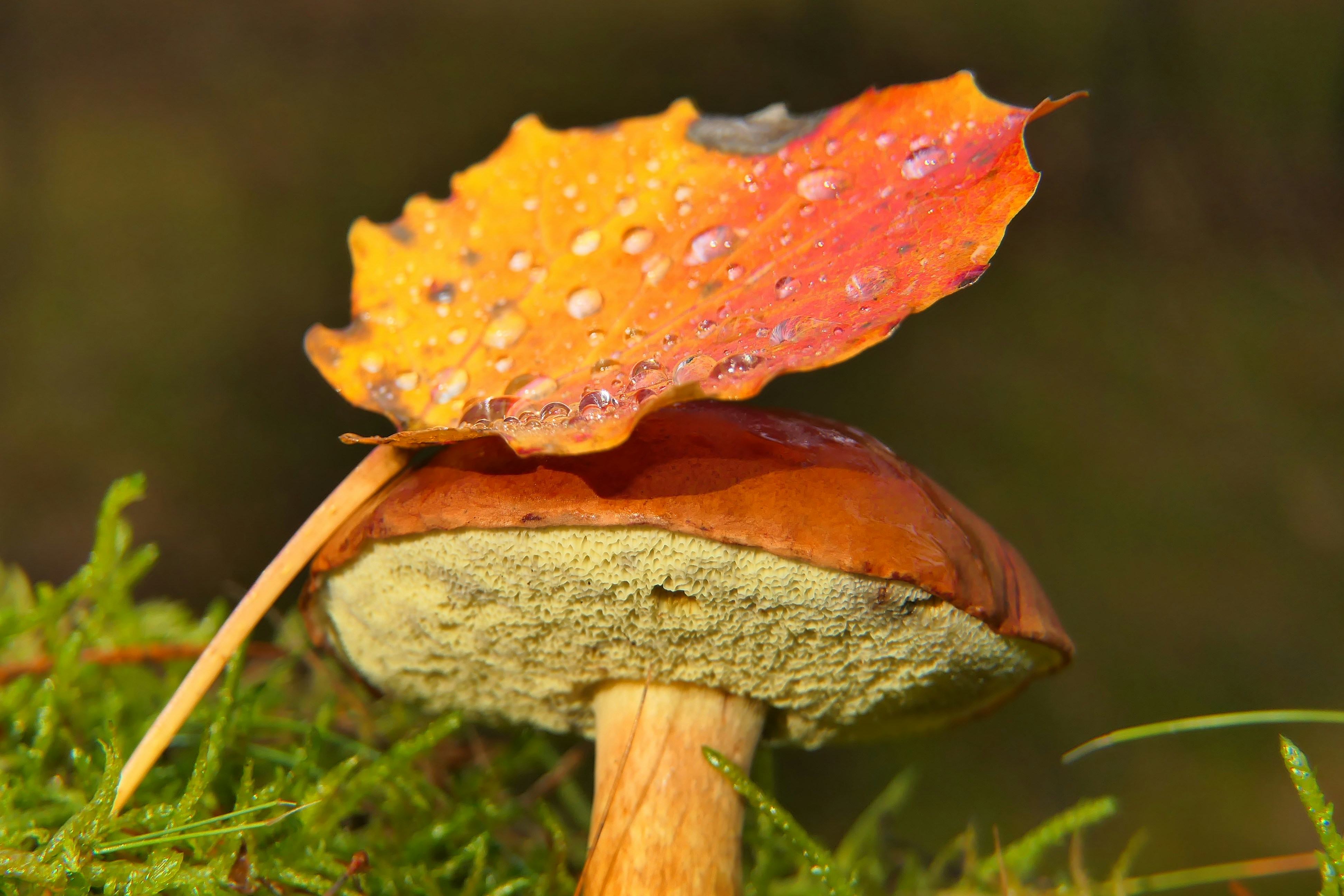 Crimson Leaf Crowned Mushroom in Morning Dew