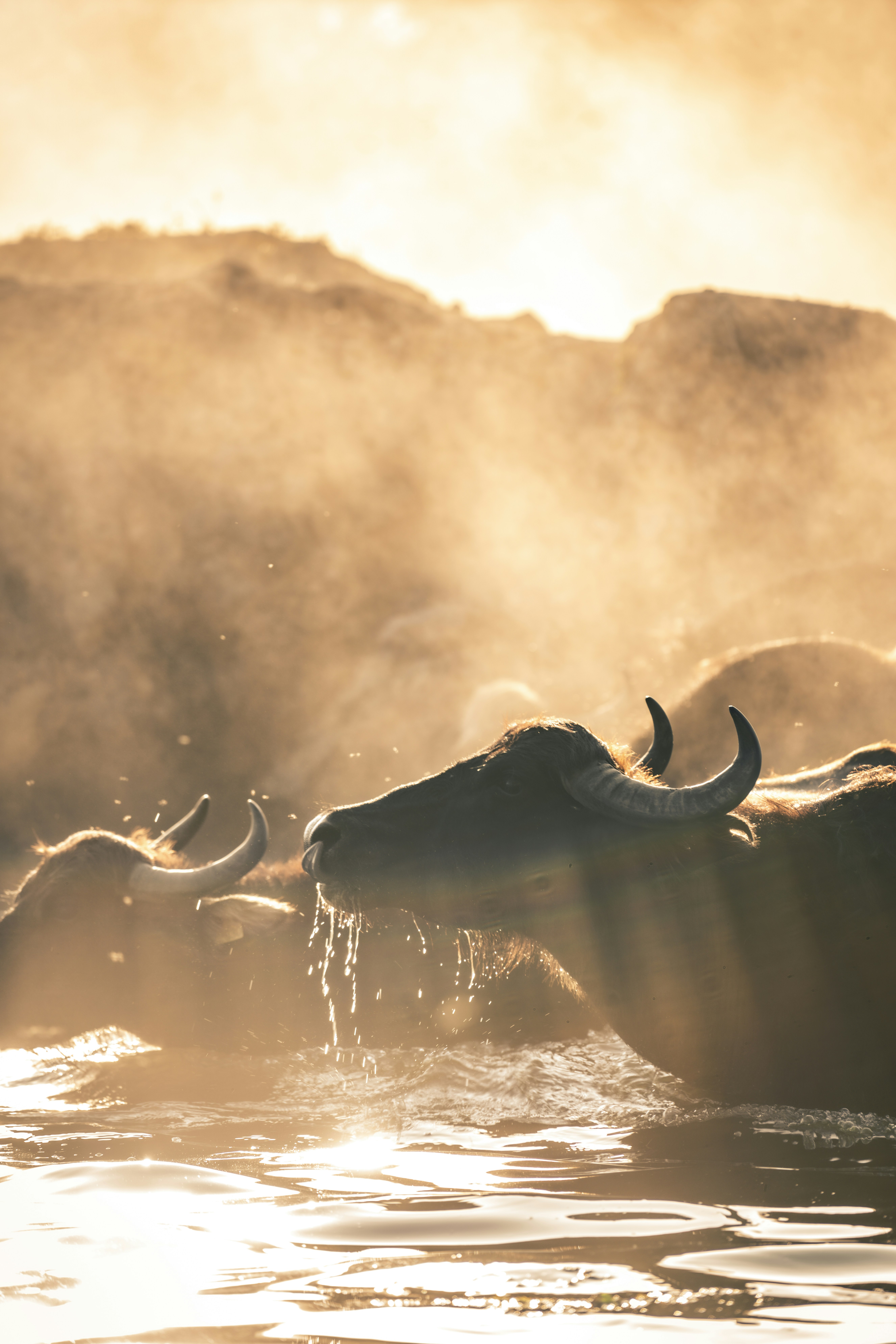 Sunlit Pontoon of Bison: Evening Steam over the River
