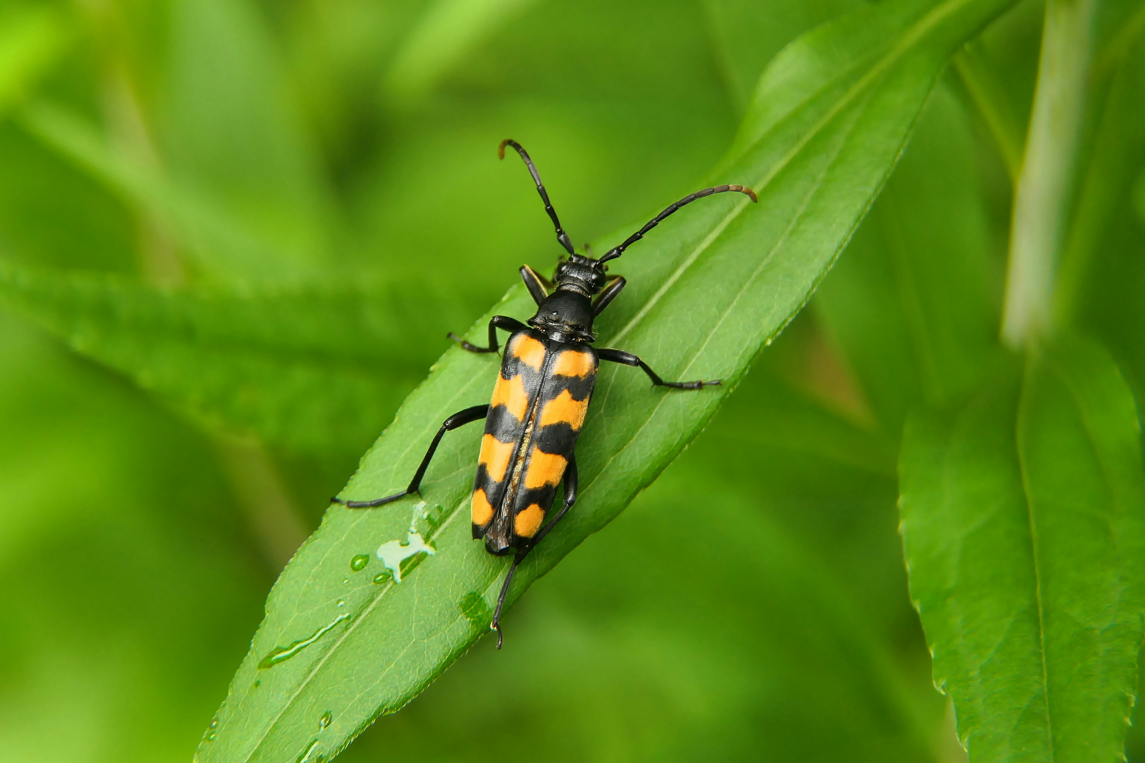 Strangalia plamista na liściu.