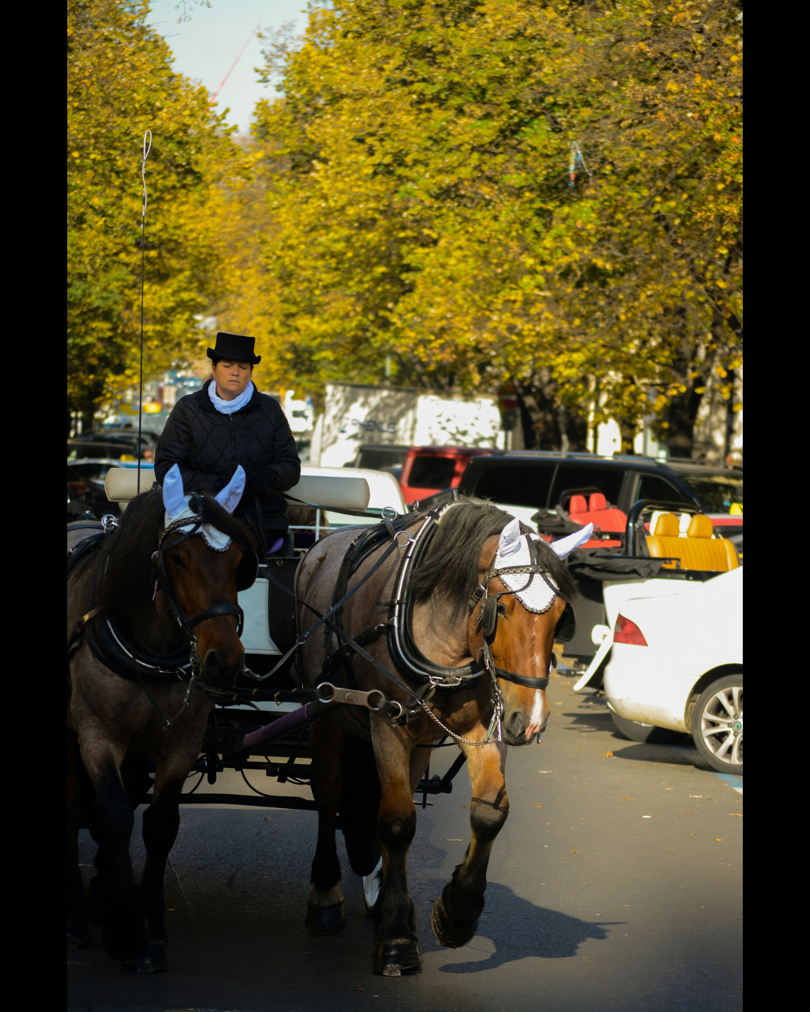 Amber Leaves and a Timeless Tandem: A horse-drawn carriage in fall parade