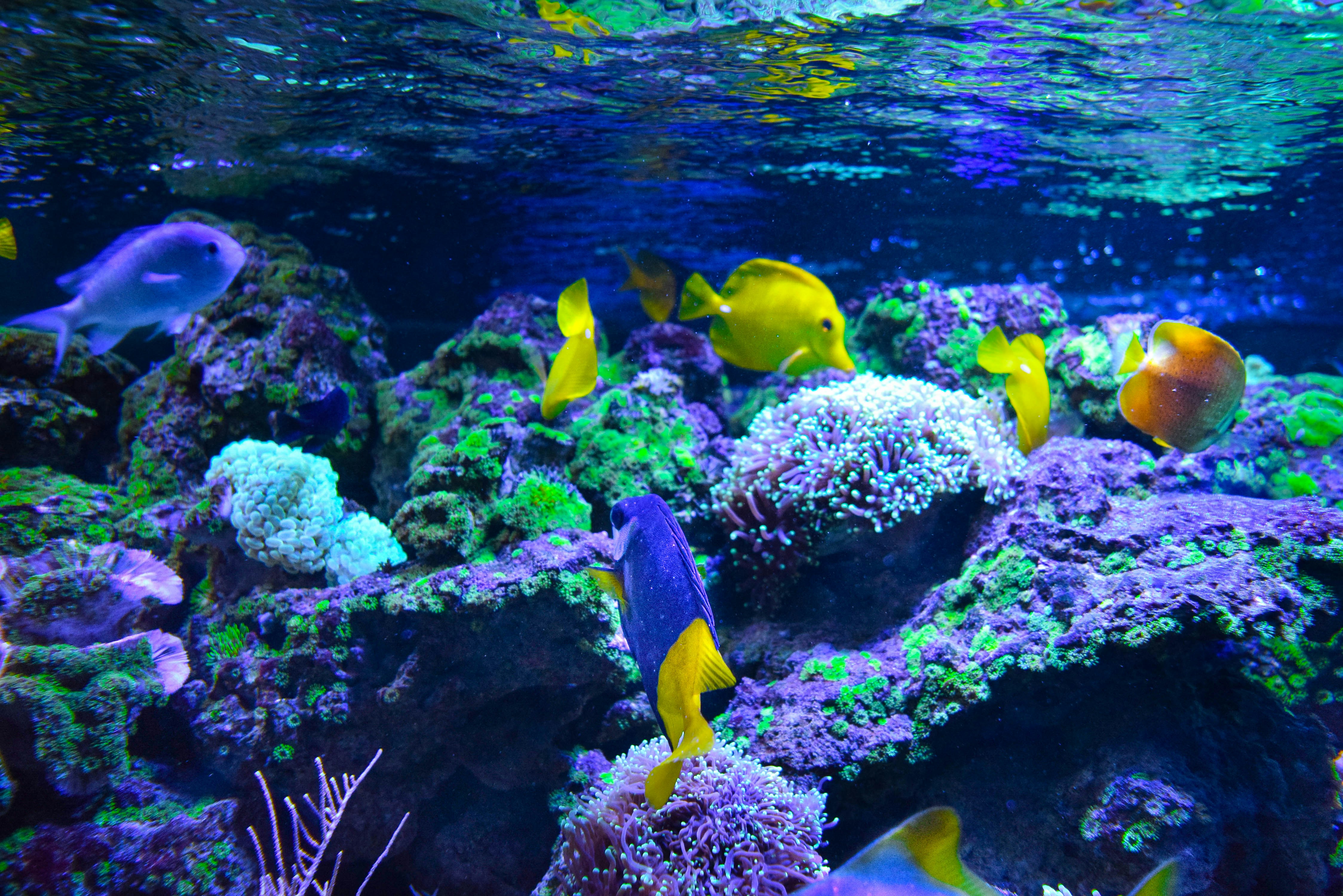 Images de Photo De Poisson | Téléchargez des images gratuites sur Unsplash