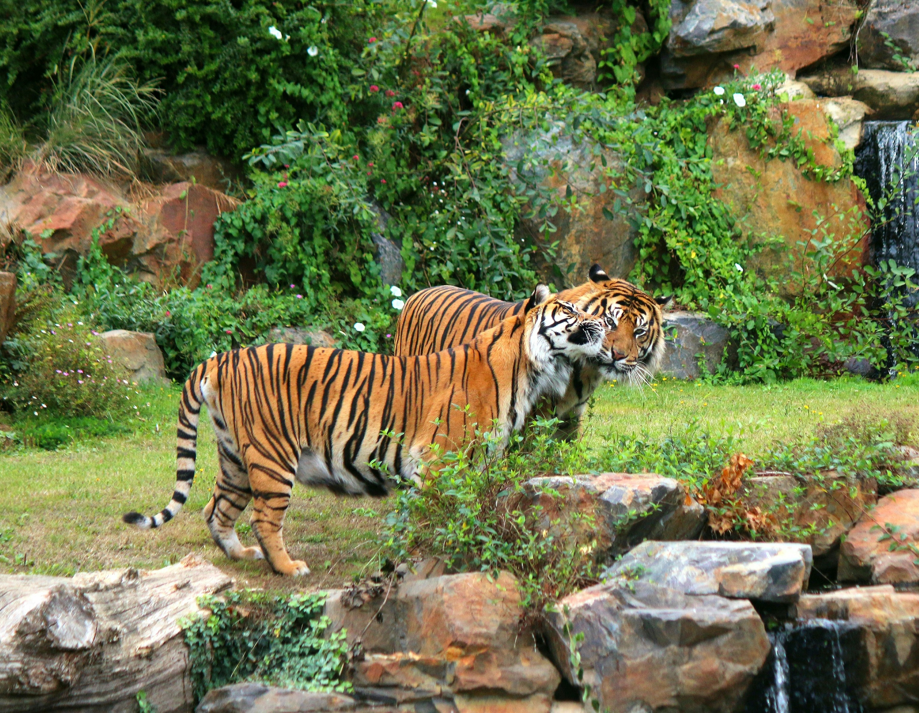 Two tigers in a zoo exhibit photo – Free Animal Image on Unsplash