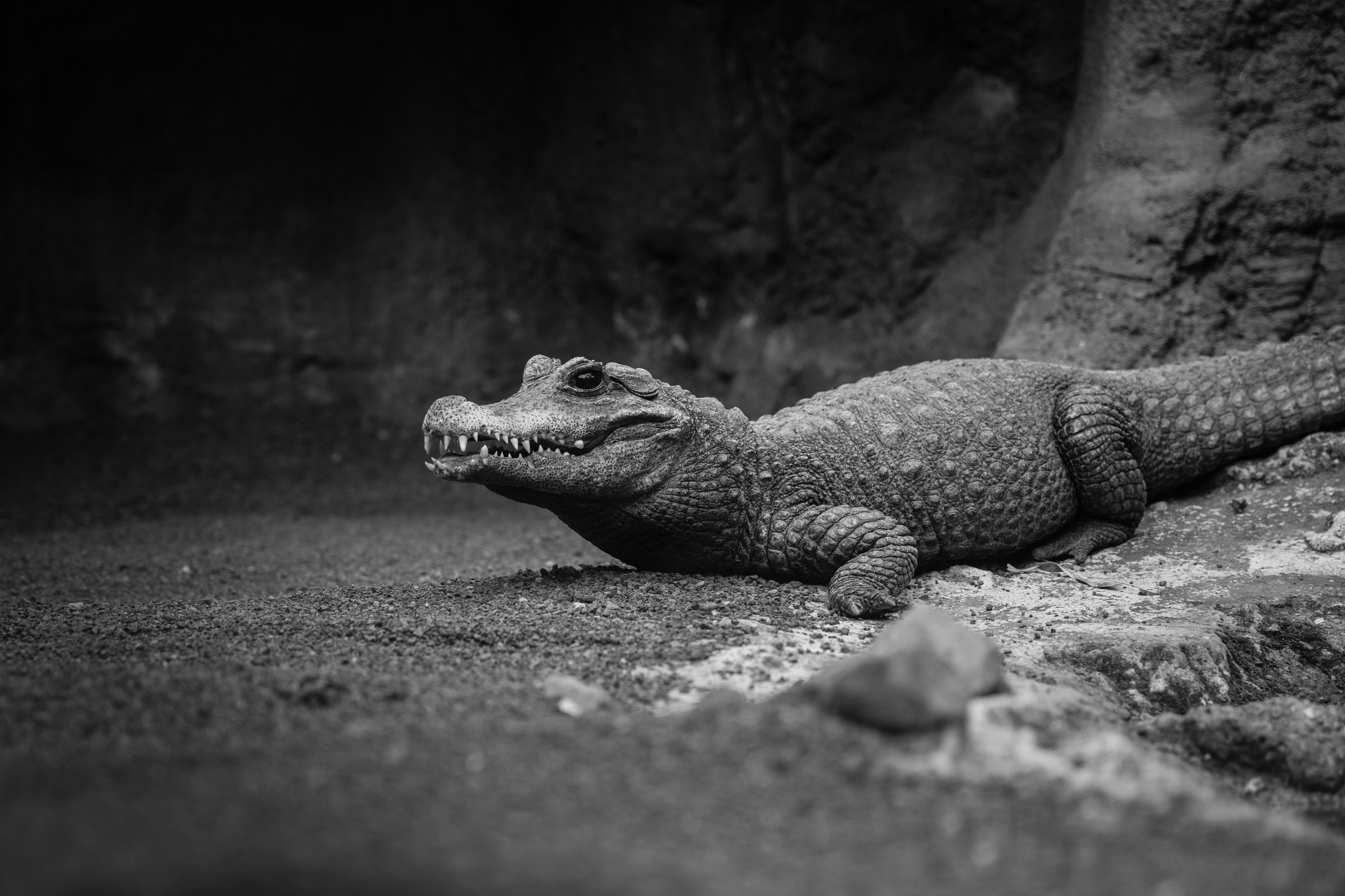 Grayscale Sentinel at the Cave Mouth