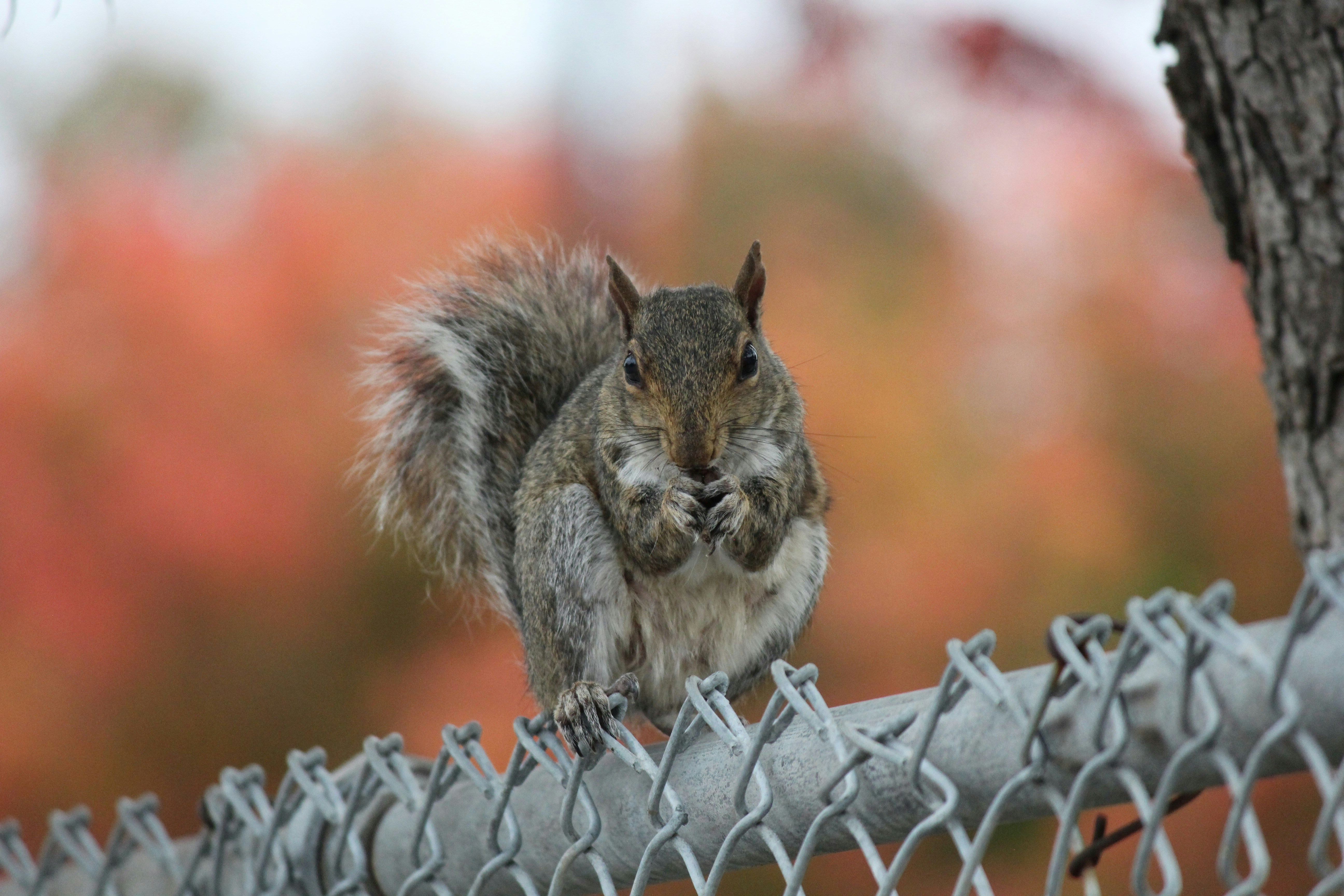 Autumn Sentry: Squirrel Perched on a Chain-Link Fence