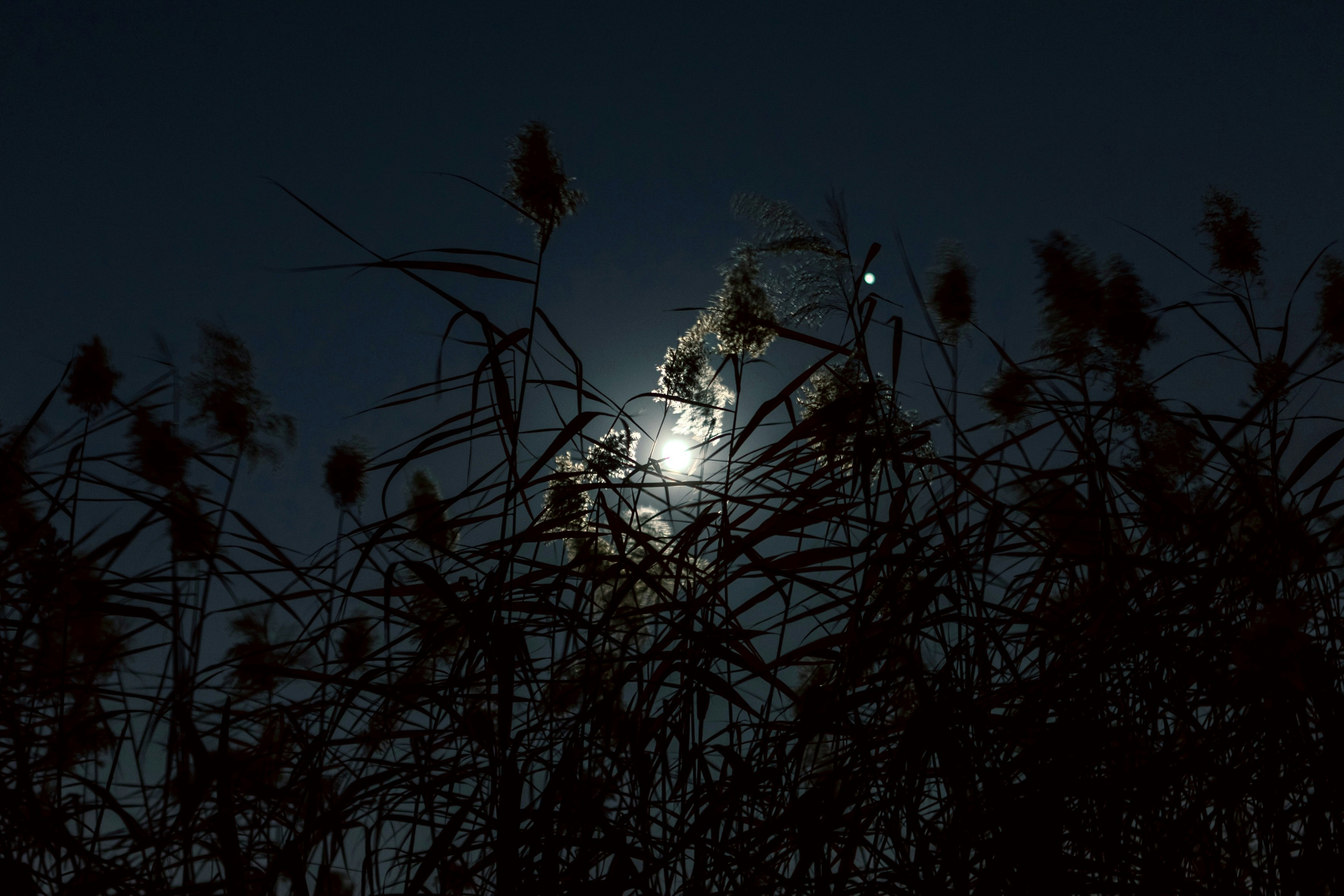 Silhouetted reeds sway gently against a backdrop of a luminous moon partially veiled by clouds.