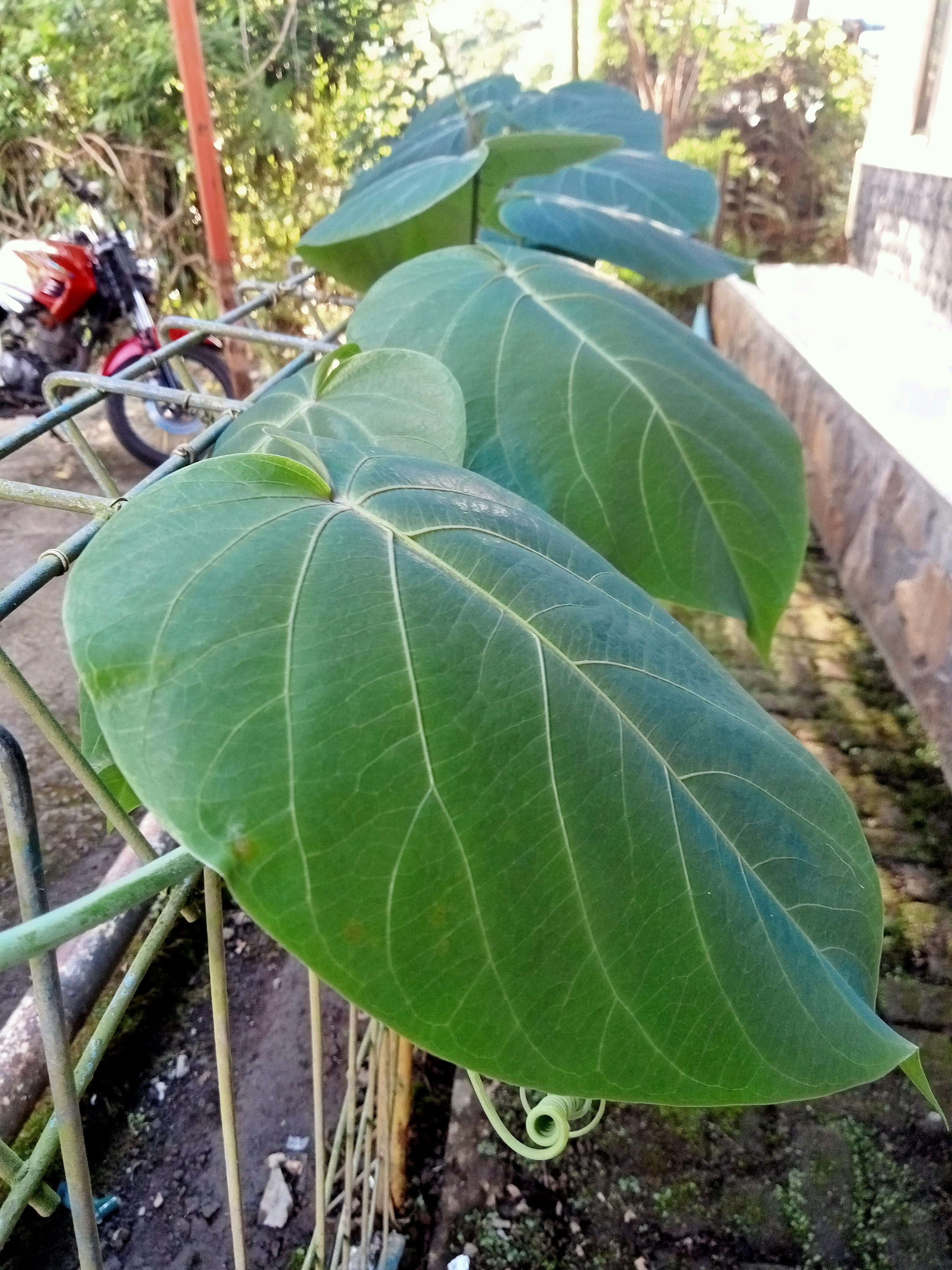 Veined Green Leaves Framing a Garden Trellis