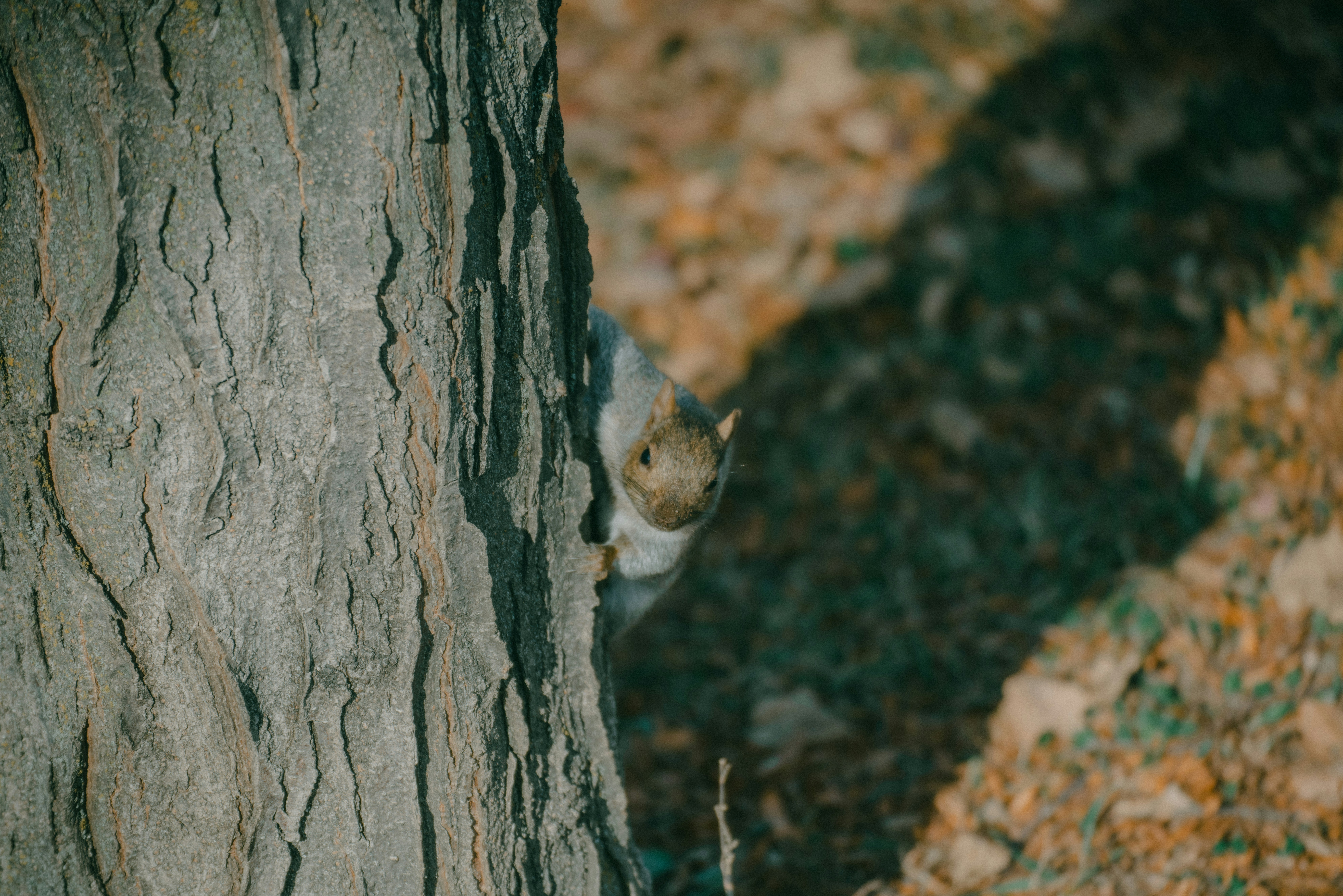 A small animal in a tree photo – Free Montreal Image on Unsplash