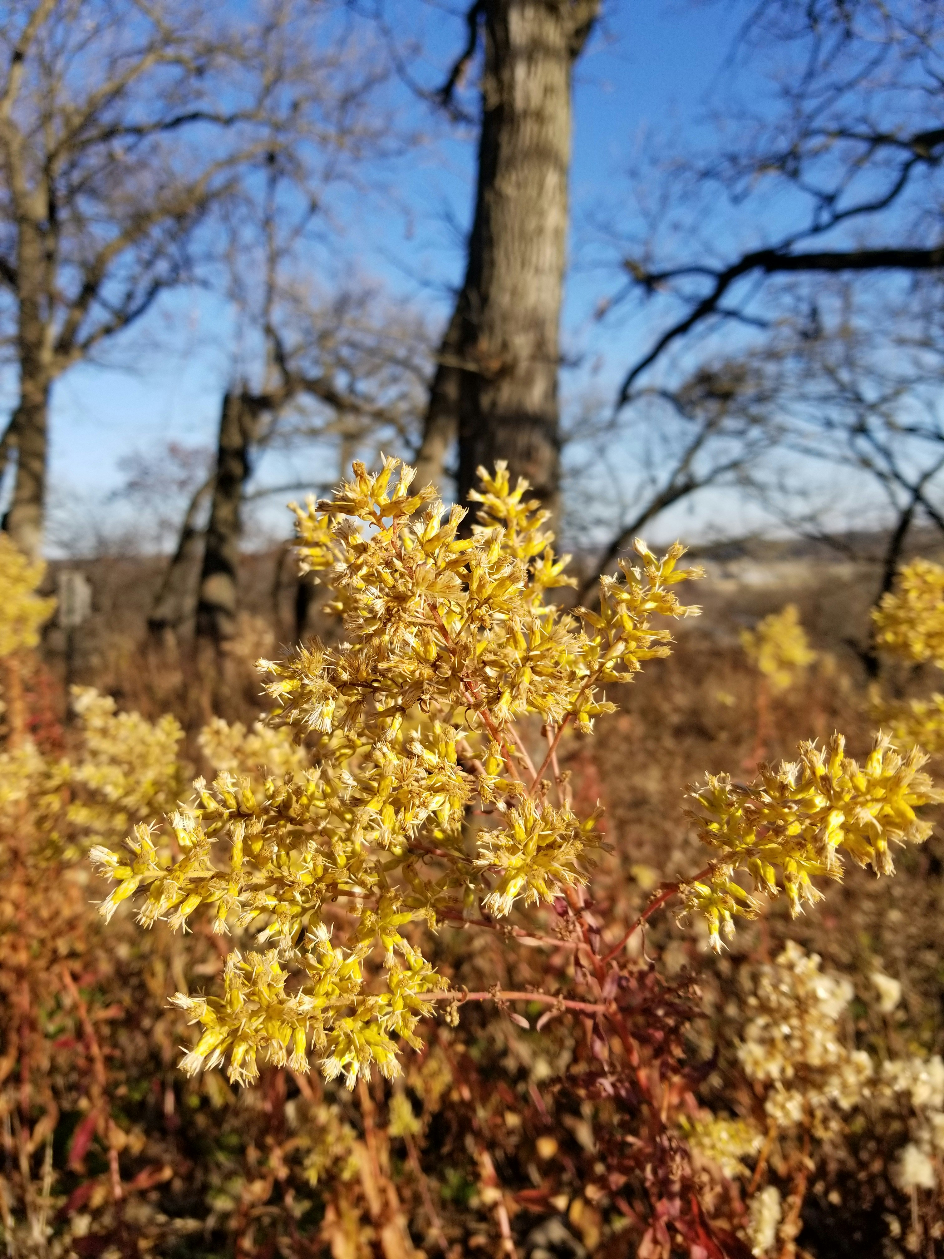 Golden shrub in a sunlit clearing with distant winter trees