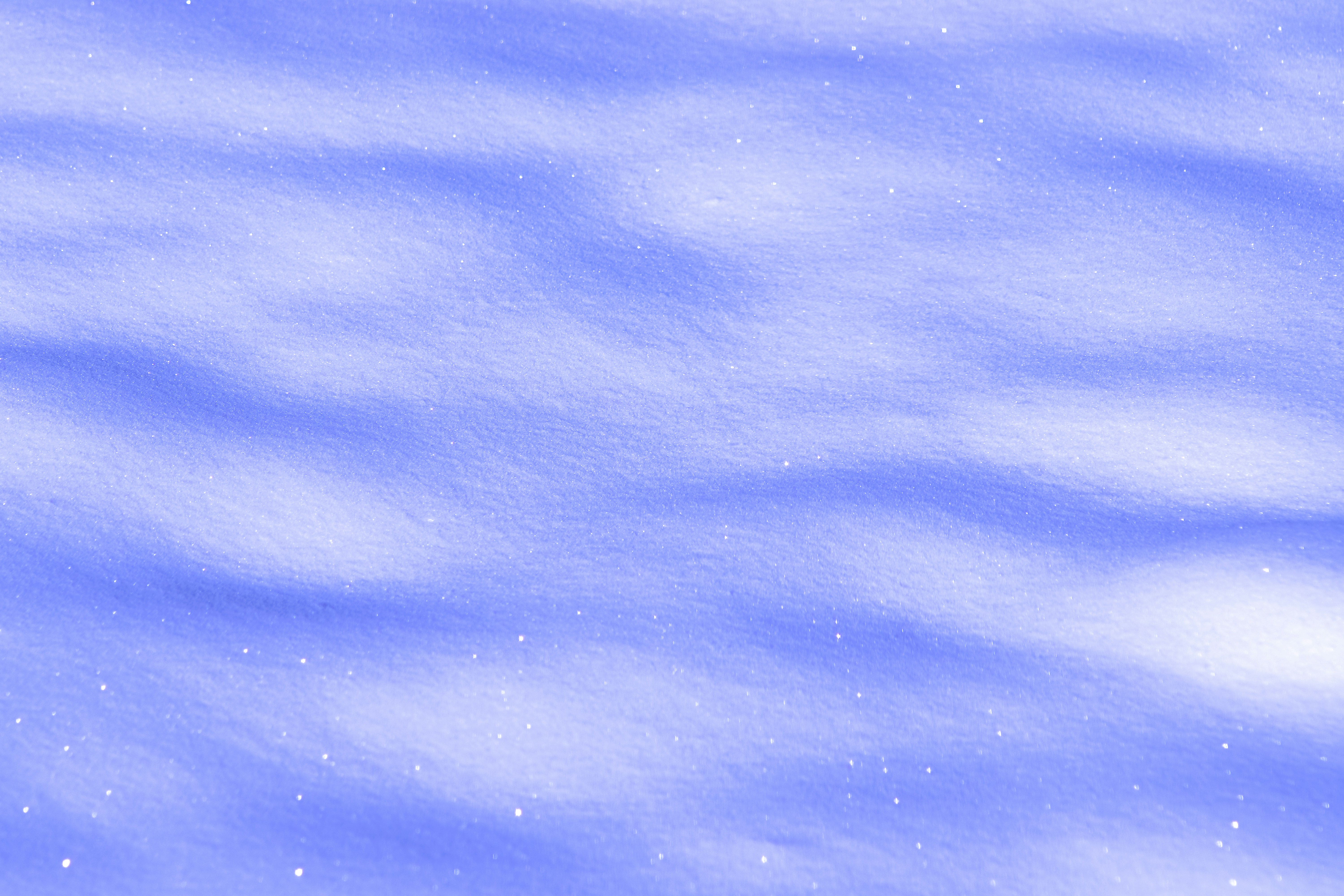 Snow Lavender