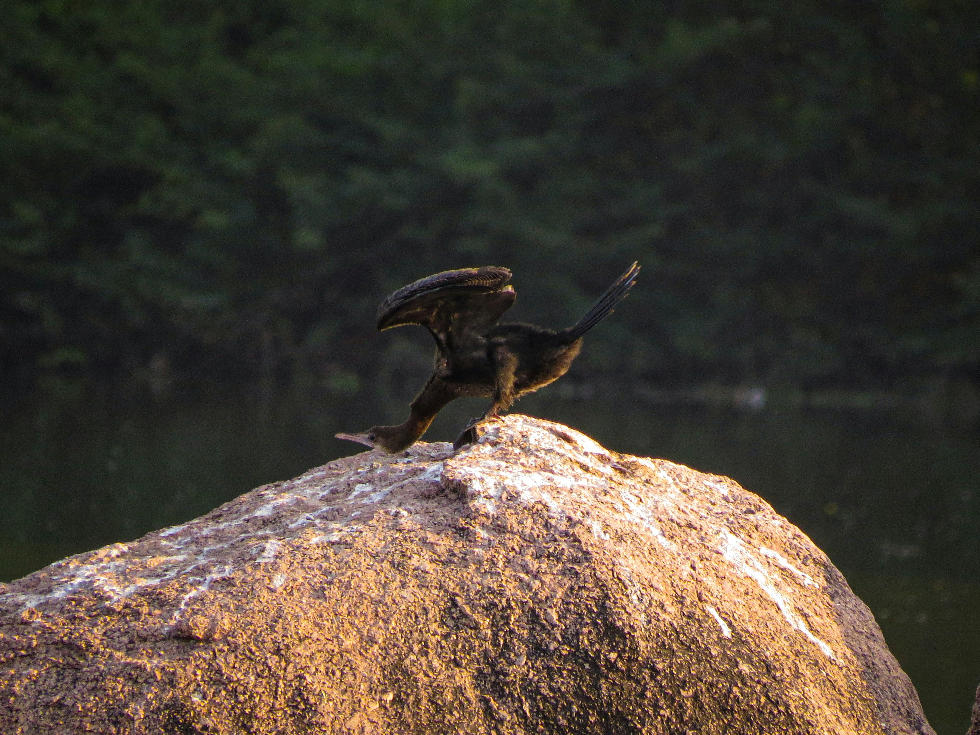 Cormorant’s Bold Stance on a Sunlit Boulder Over a Quiet Lake