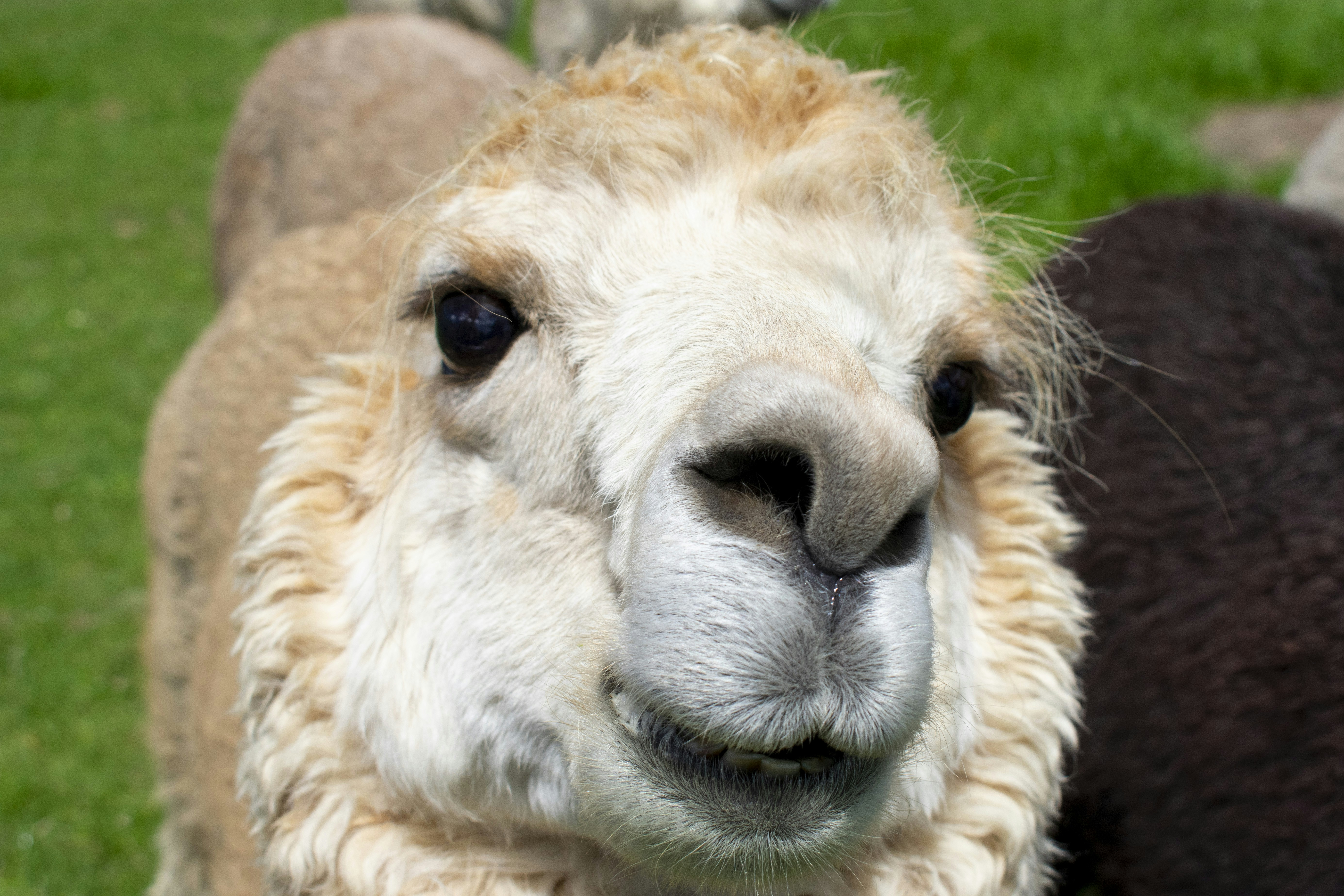 Llamas Smiling