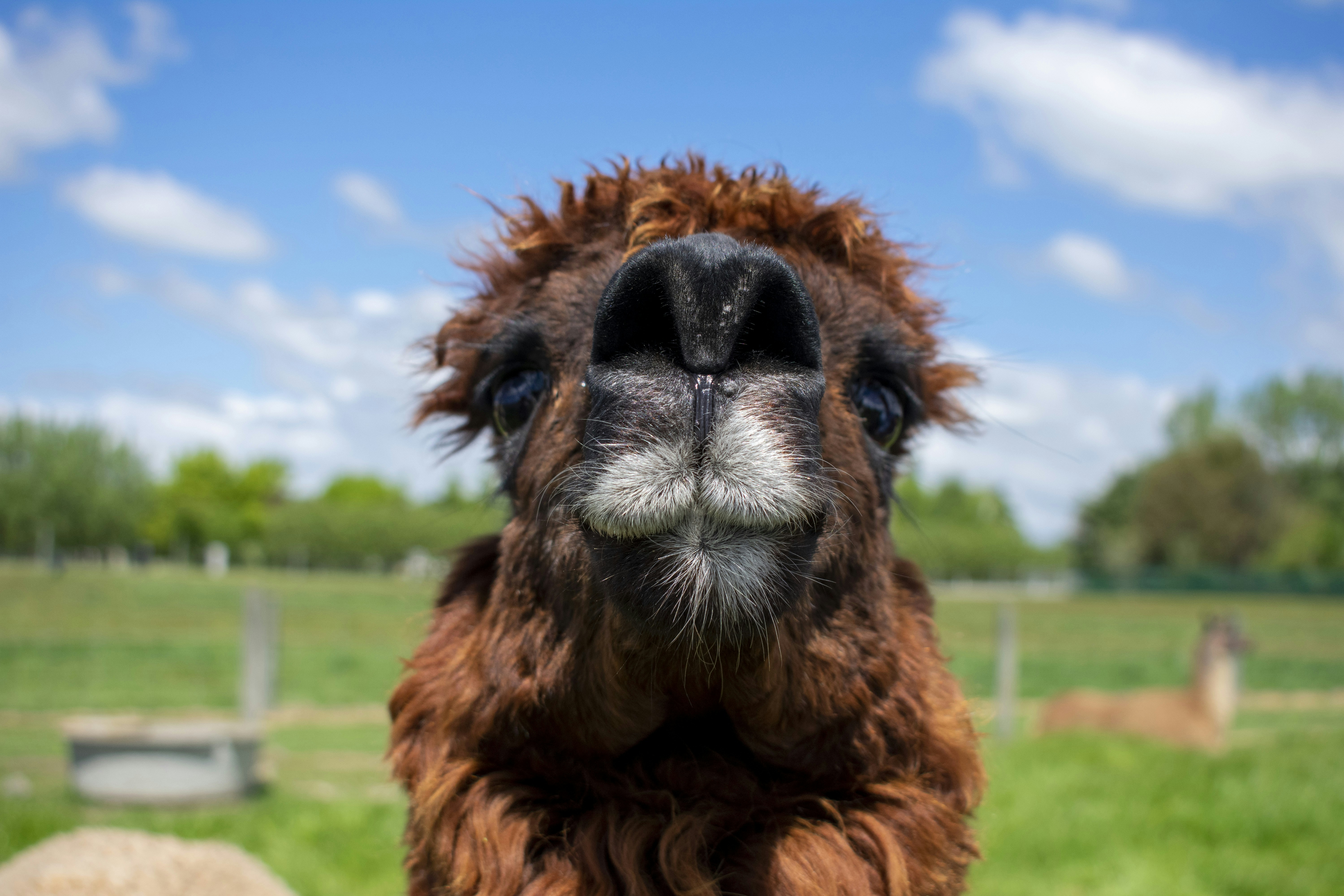 Close-Up of a Llama-esque Llama-Looking Alpaca Snout Against a Sunny Field