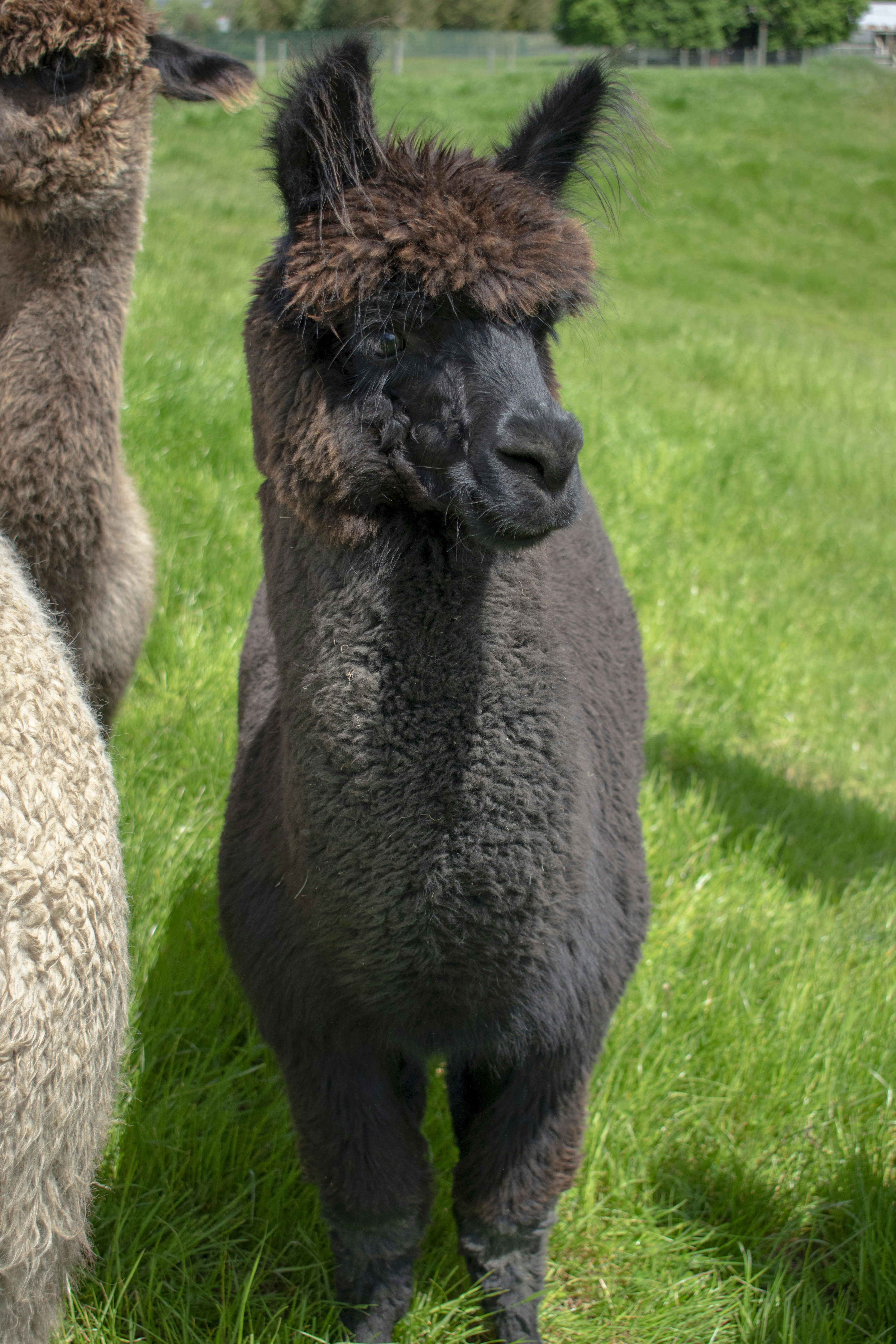 a black and brown goat