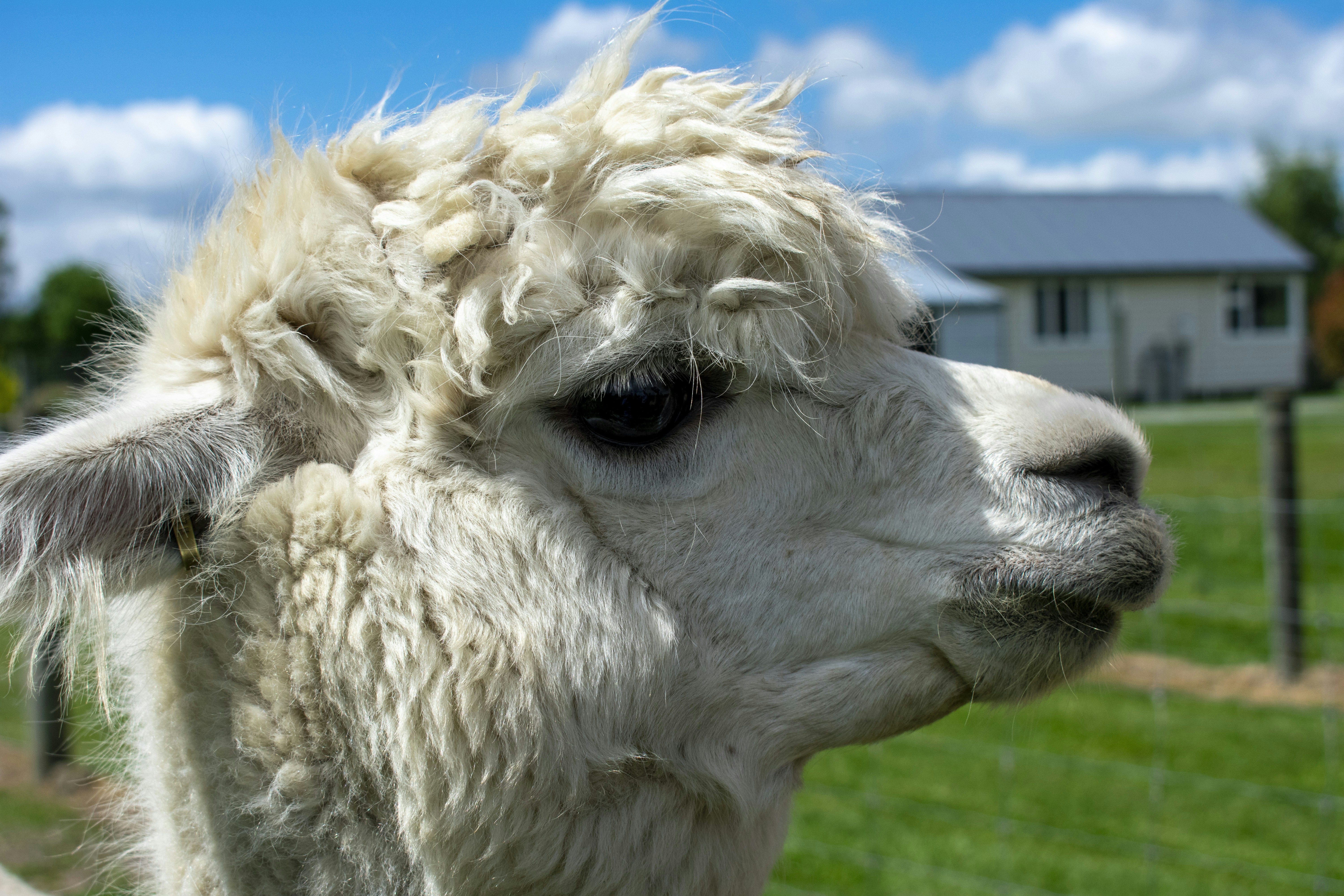 Ein weißes Lama auf einem Feld Foto – Kostenloses Bild zum Thema Tier ...