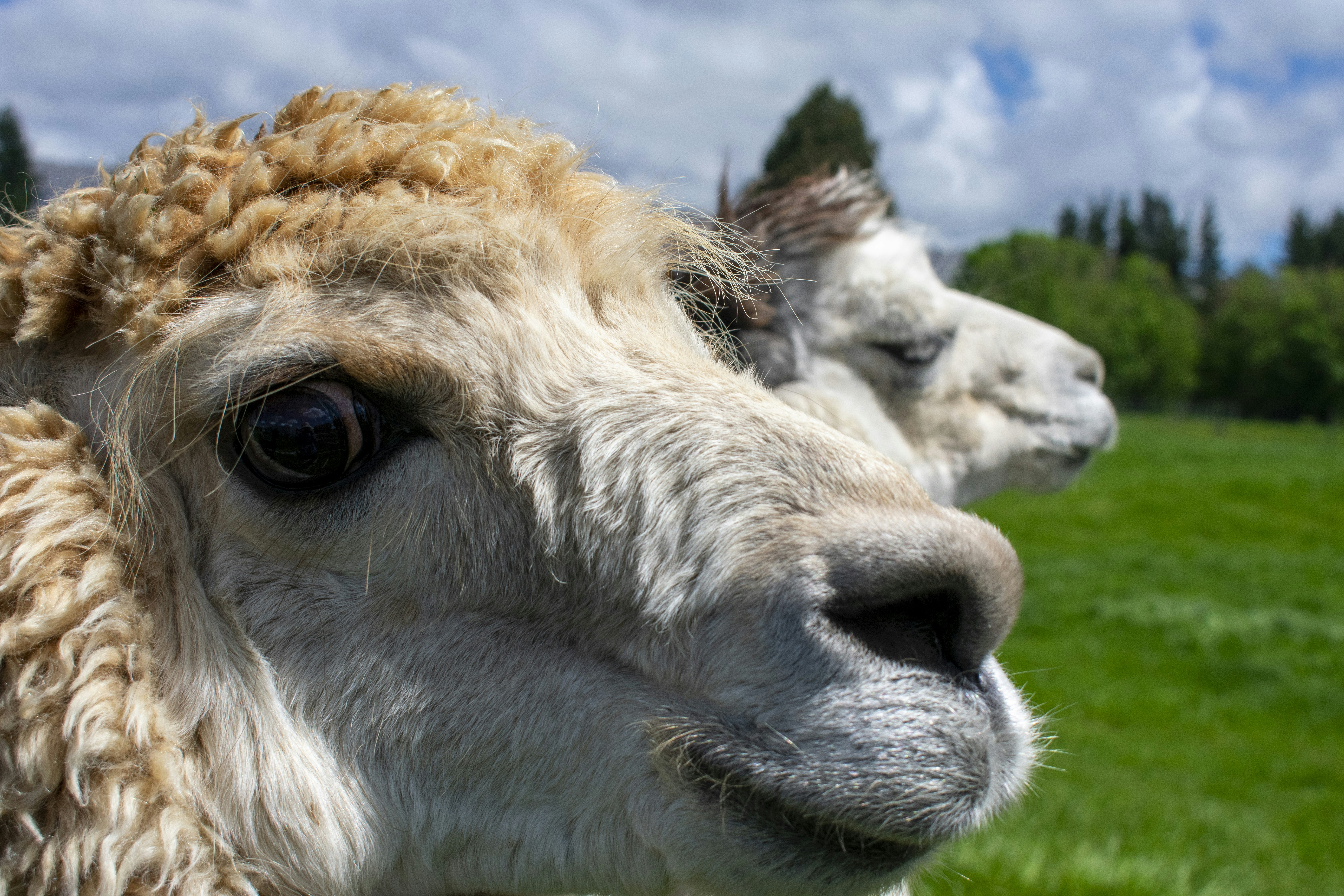 Duo in a Sunlit Meadow: Close-Up Alpaca Portrait