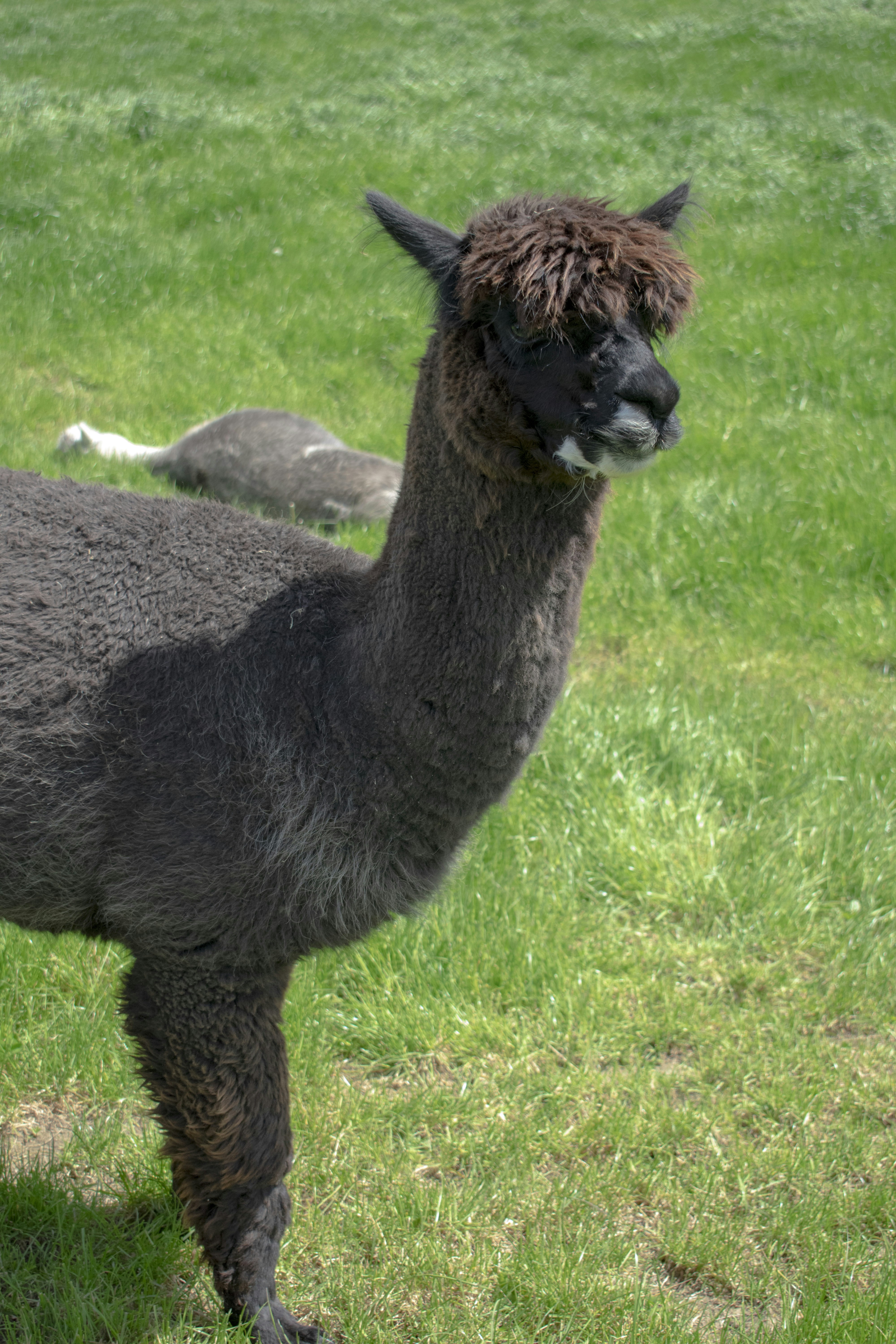 Une chèvre noire debout sur l’herbe photo – Photo Animal Gratuite sur ...